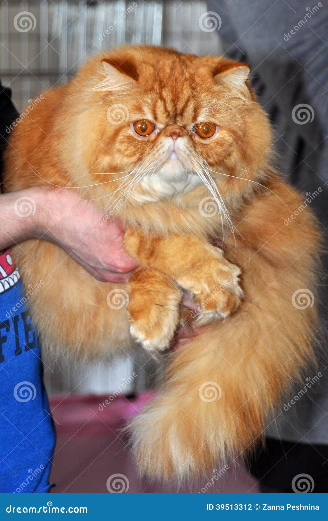 Red persian cat stock photo. Image of furry, lion, tabbed - 39513312