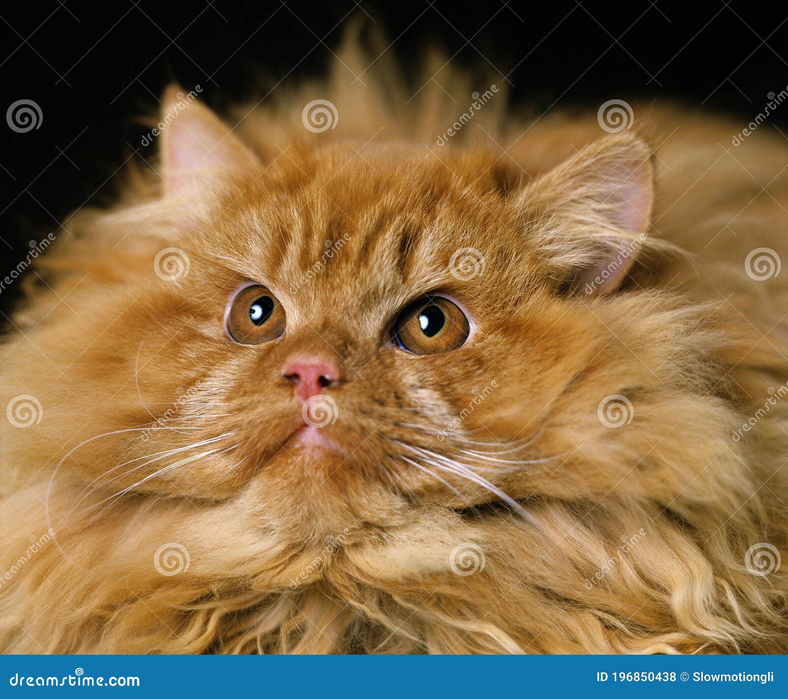 Red Persian Domestic Cat stock photo. Image of persian - 196850438