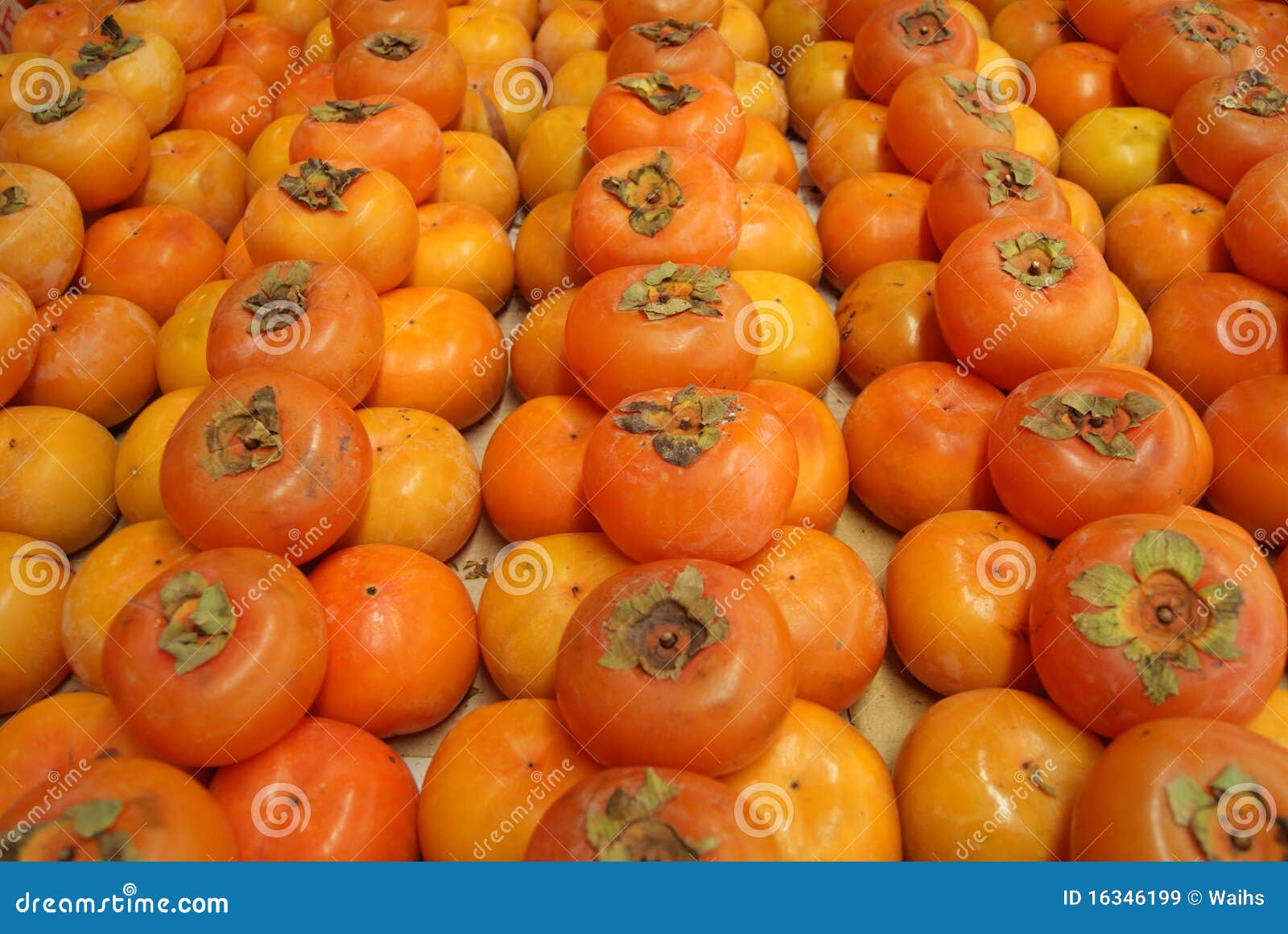 Red persimmon stock image. Image of fresh, landscape - 16346199