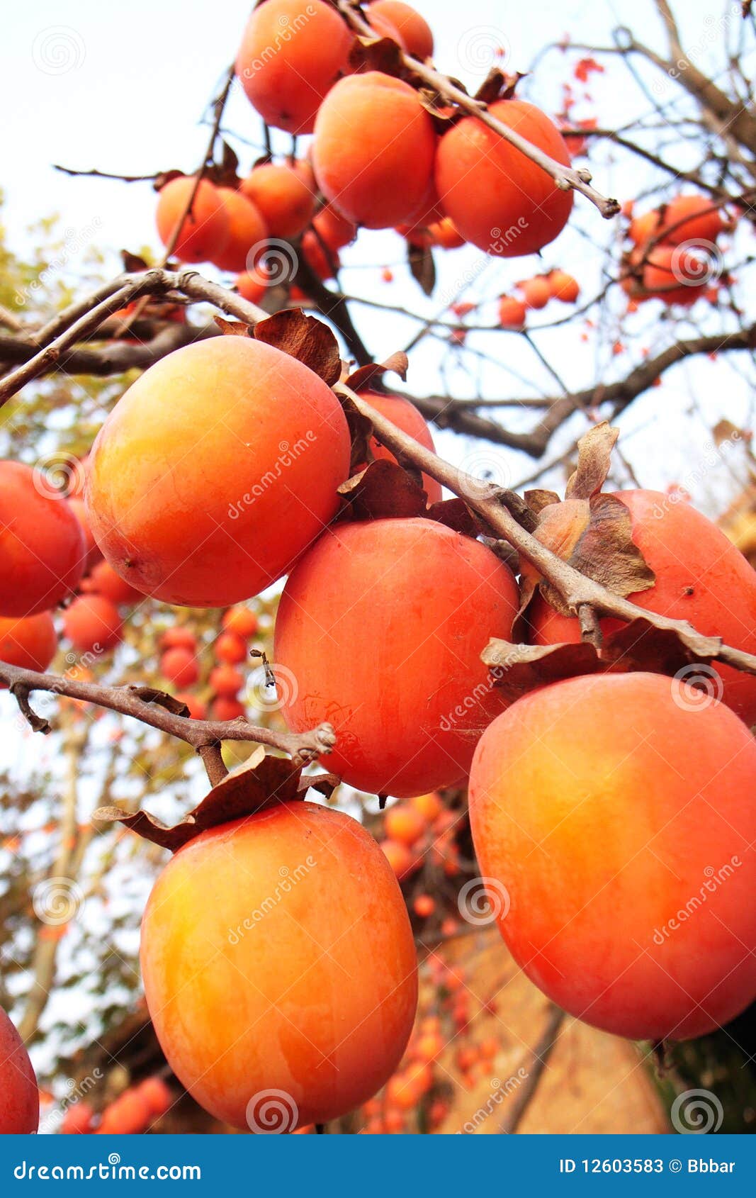 Red Persimmon in the tree stock image. Image of fruit - 12603583