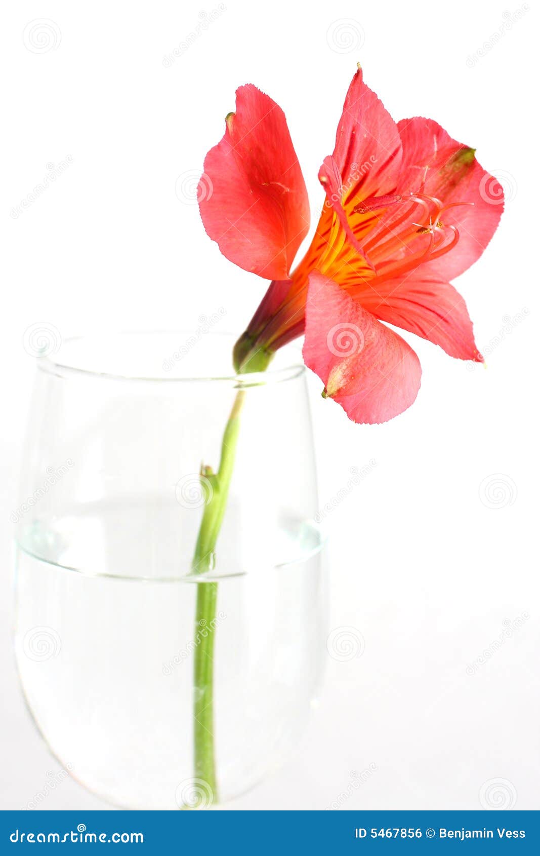 Red Peruvian Lily Picture. Image: 5467856