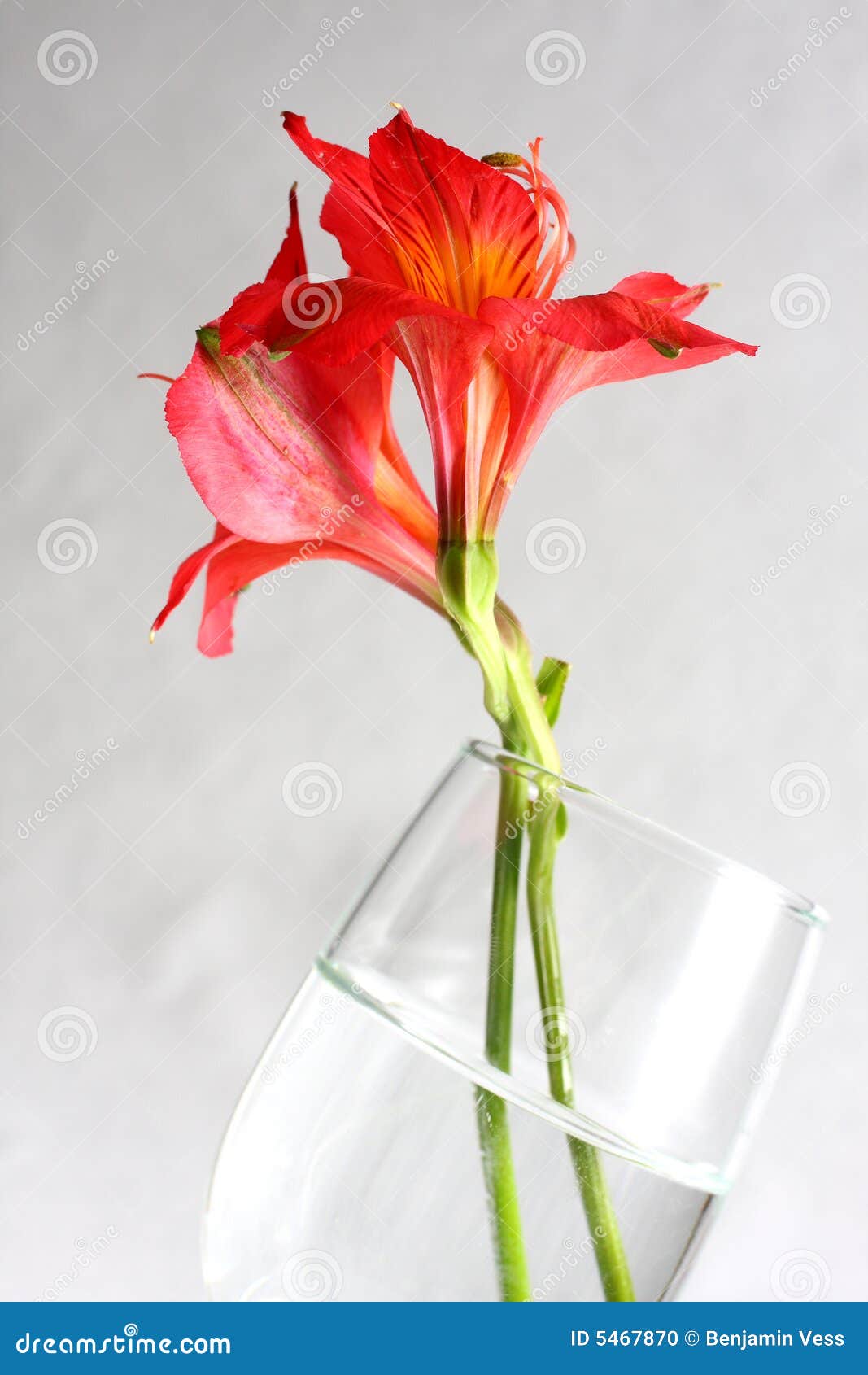 Red Peruvian Lily stock photo. Image of stamen, stem, spring - 5467870