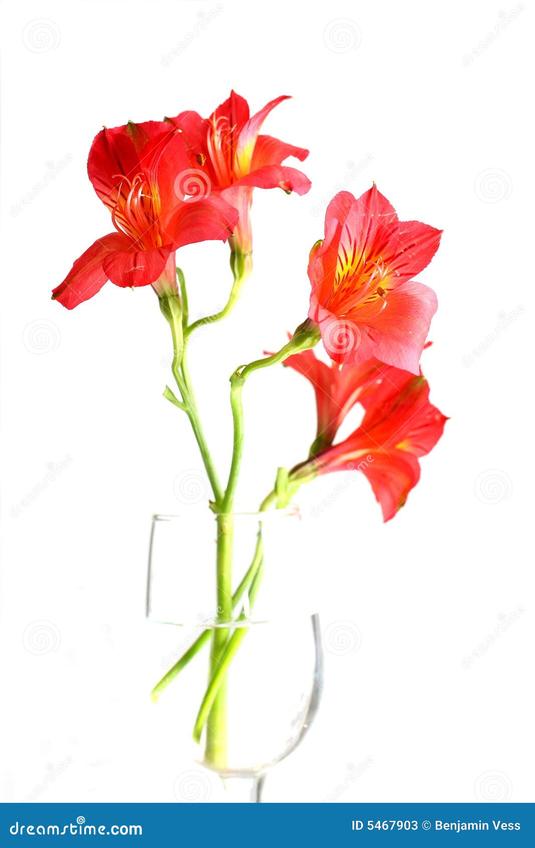 Red Peruvian Lily Picture. Image: 5467903