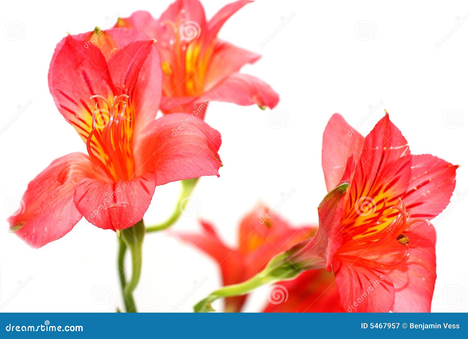 Red Peruvian Lily Picture. Image: 5467957