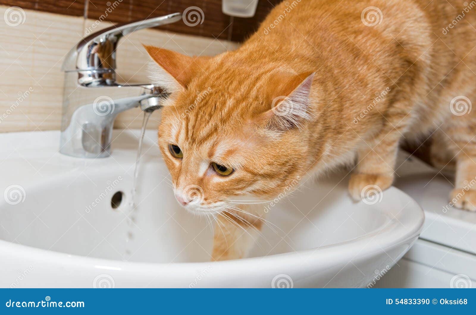 Red pet cat and sink stock photo. Image of pets, domestic - 54833390