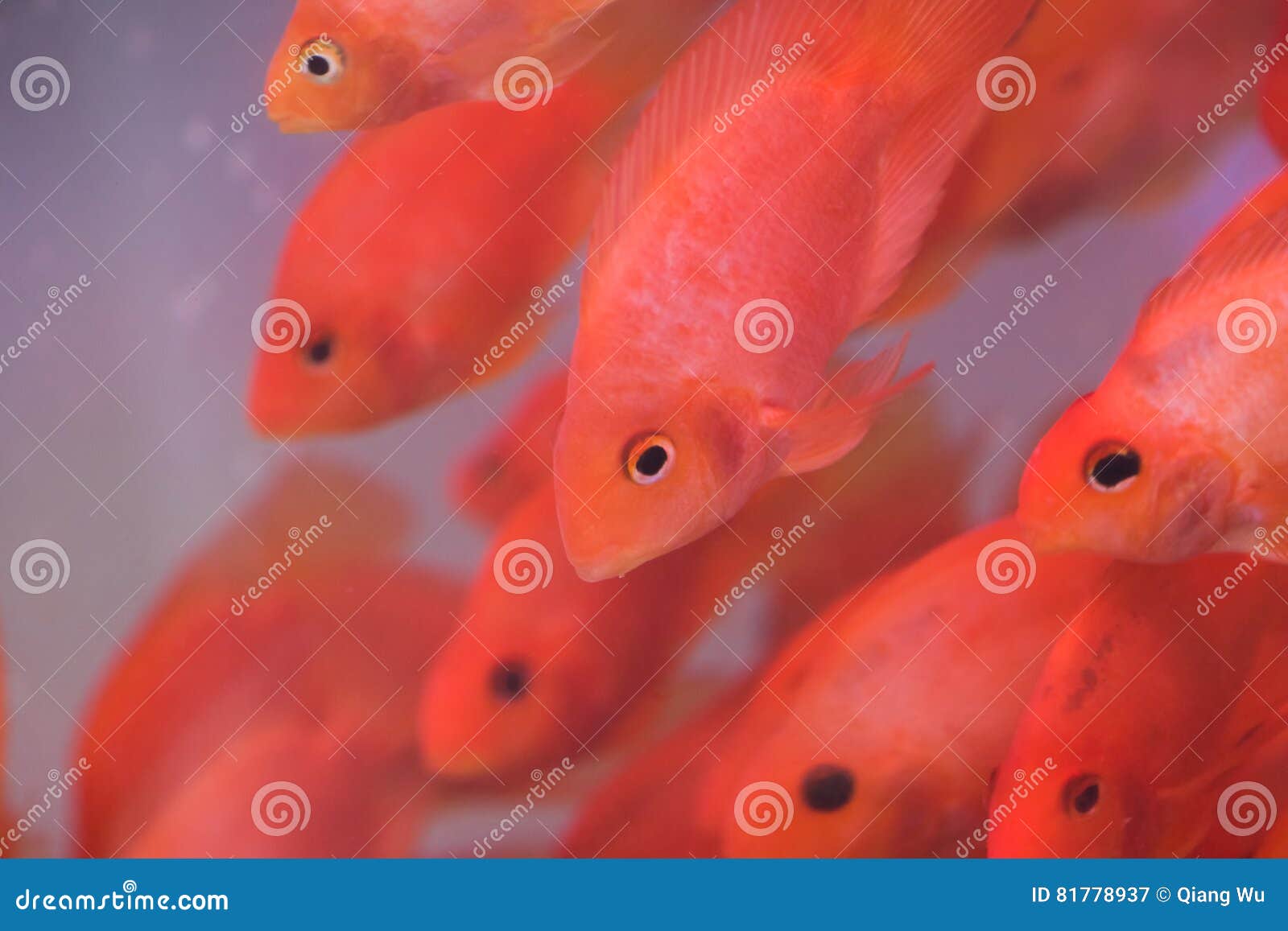 Red pet fish stock image. Image of macro, frailty, auratus - 81778937