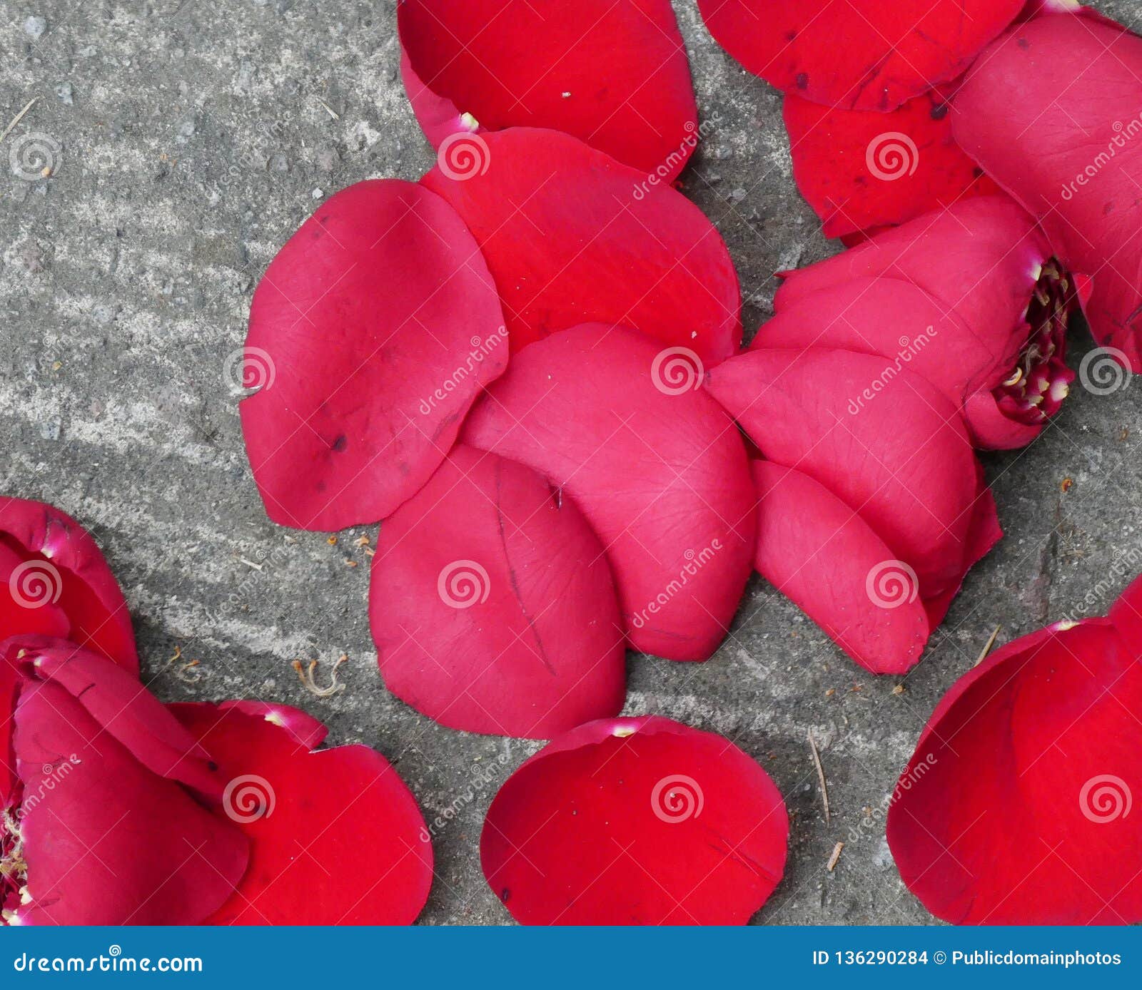 Red, Petal, Flower, Rose Picture. Image: 136290284