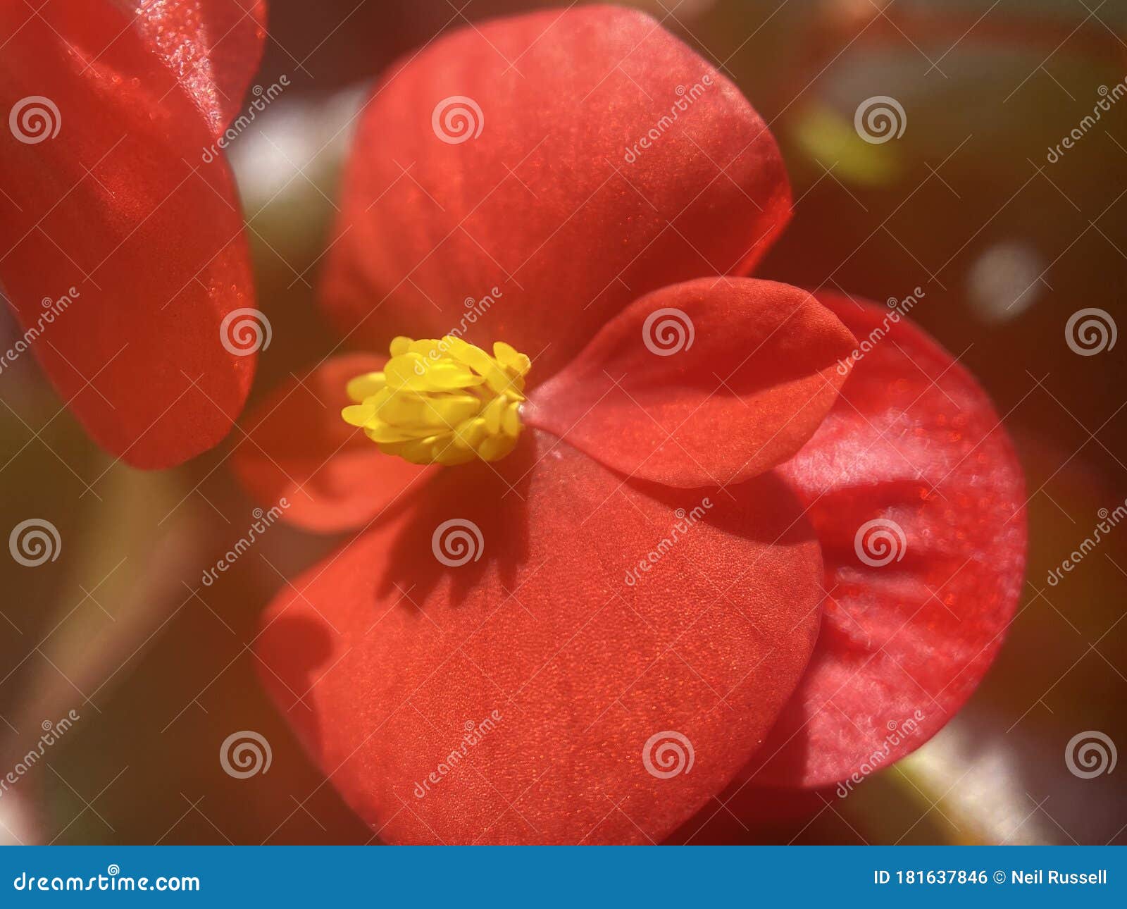 Red Wax Begonia Flower stock photo. Image of texture - 181637846