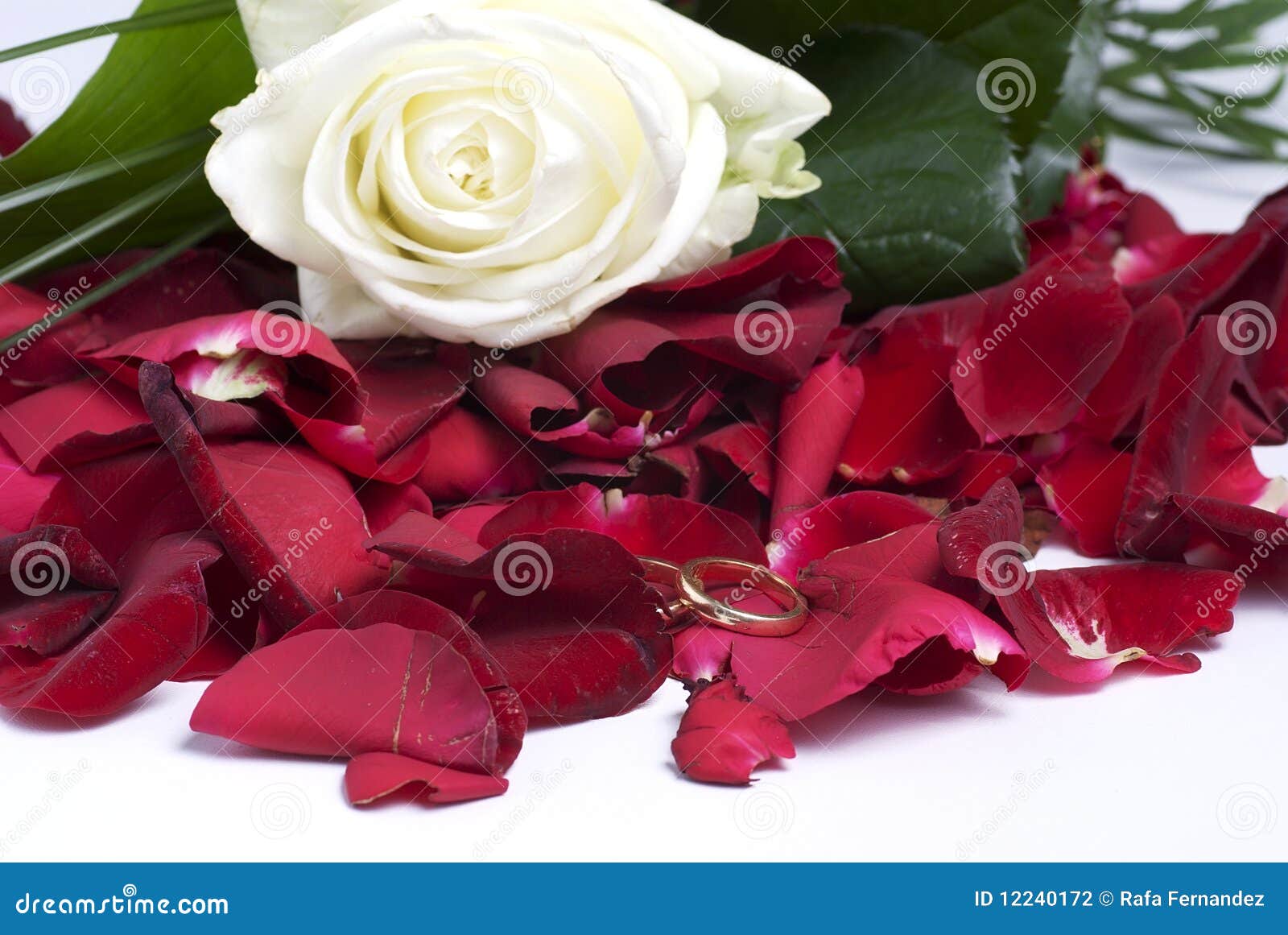 Red petals stock photo. Image of heart, nature, rings - 12240172