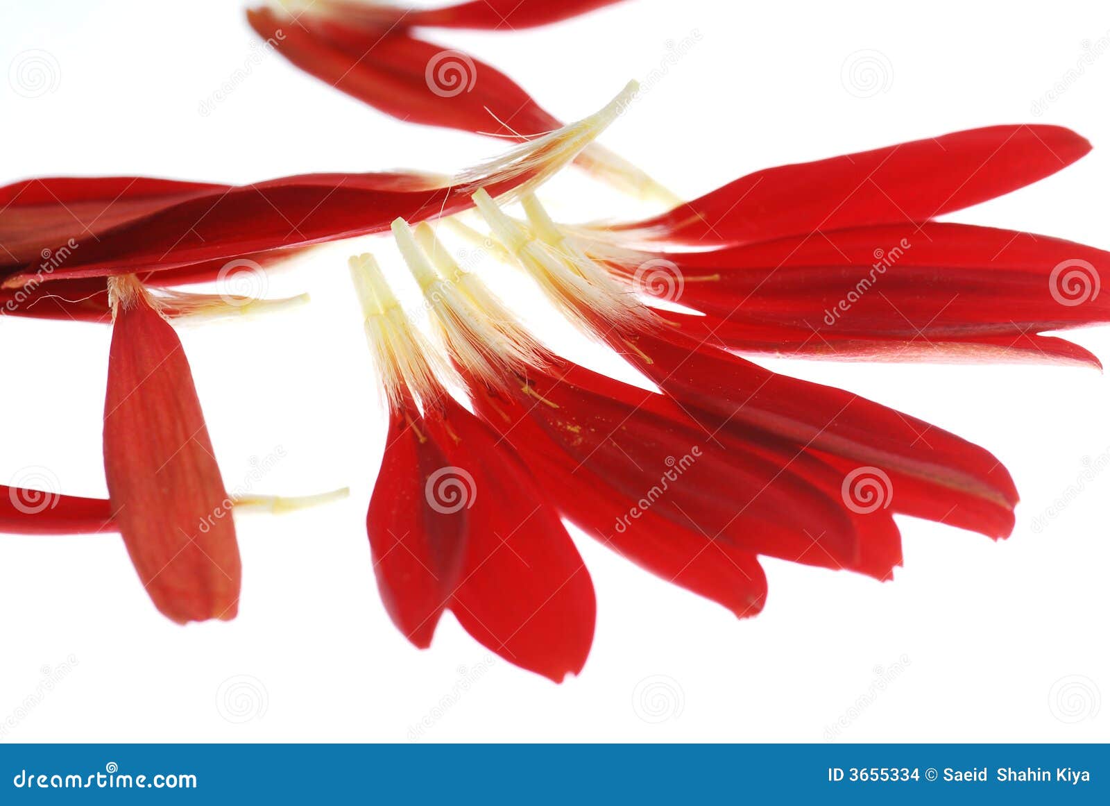 Red petals stock photo. Image of blooms, closeup, nature - 3655334