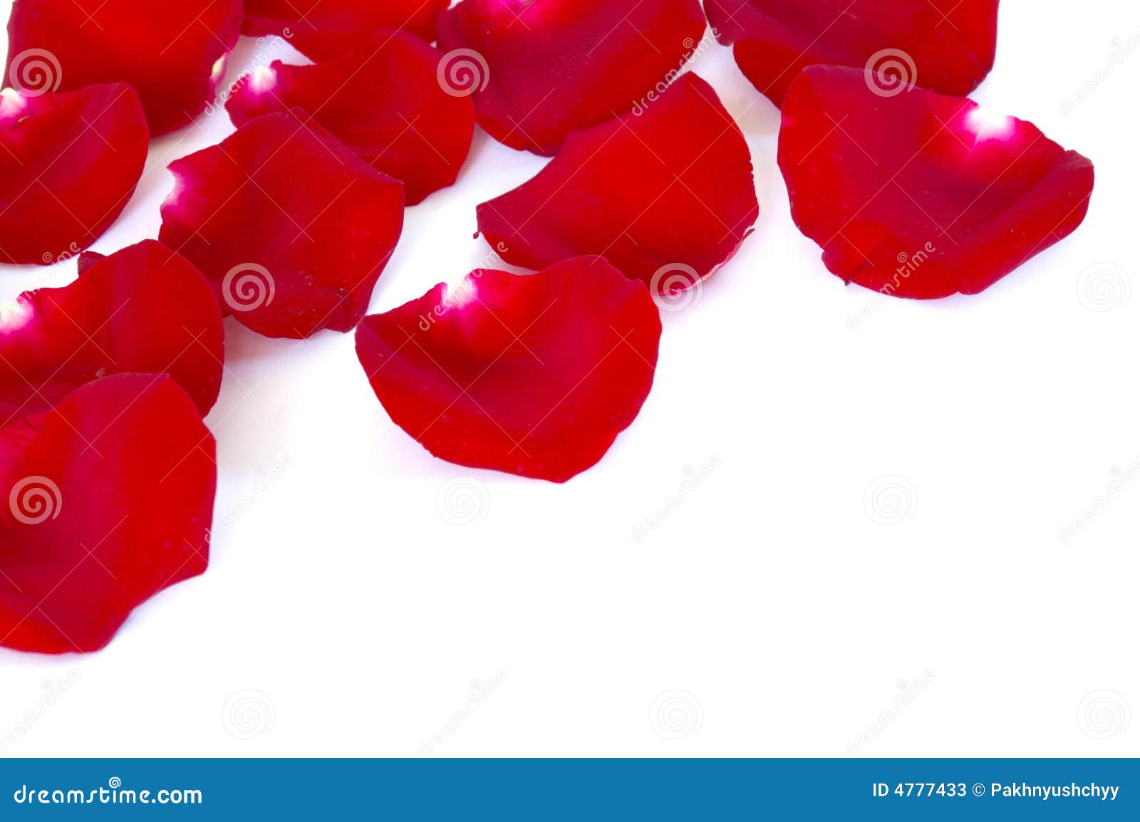 Red petals stock image. Image of celebration, valentine - 4777433