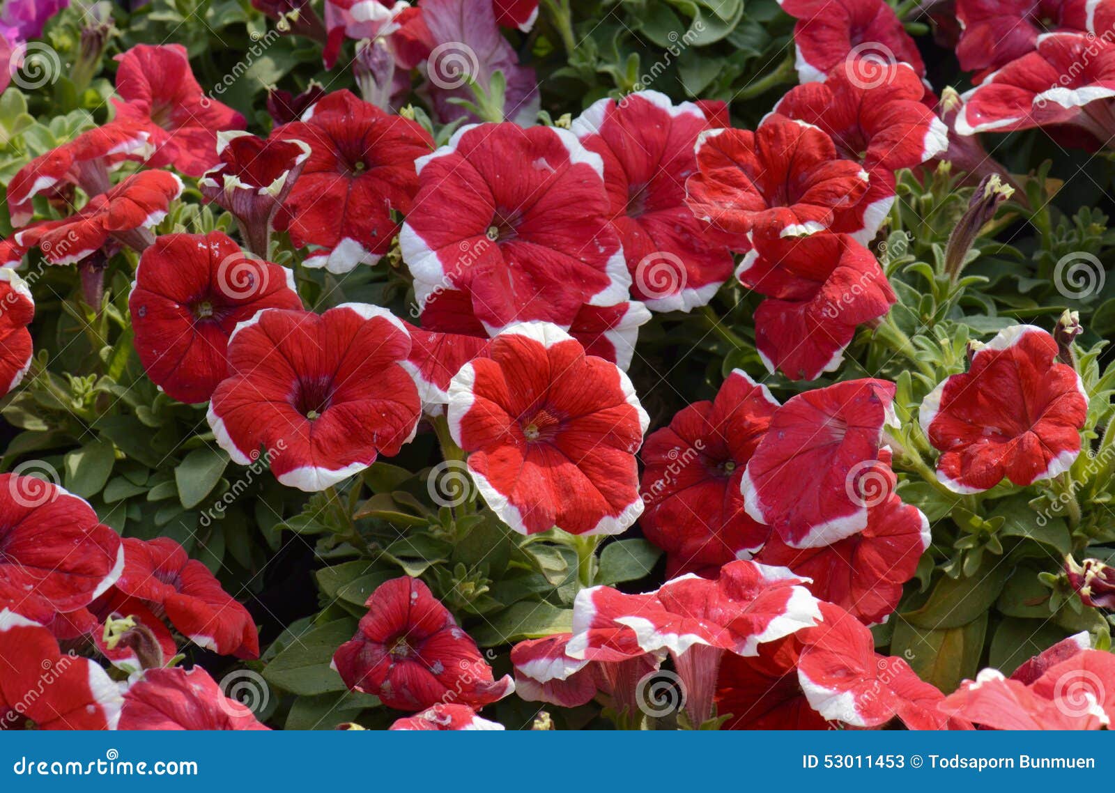 Red Petunia Flowers, Close Up View, Selective Focus Stock Image - Image ...