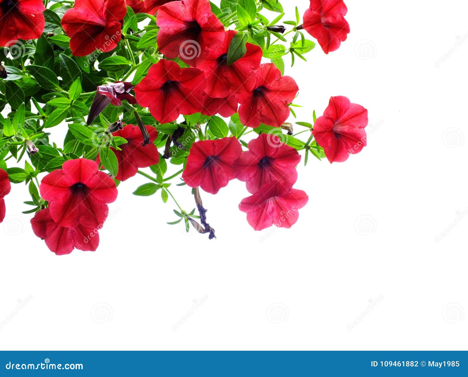 Petunia Grandiflora Border Isolated on White Background Stock Photo ...