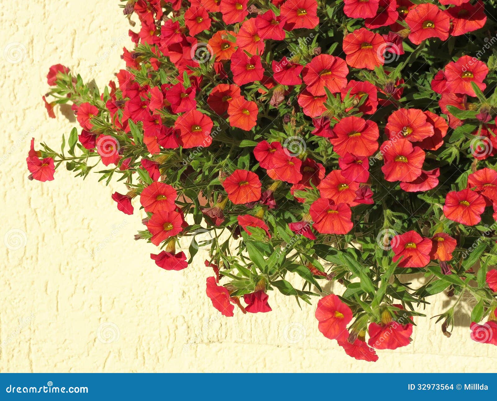 Red petunia stock photo. Image of plant, closeup, blossom - 32973564