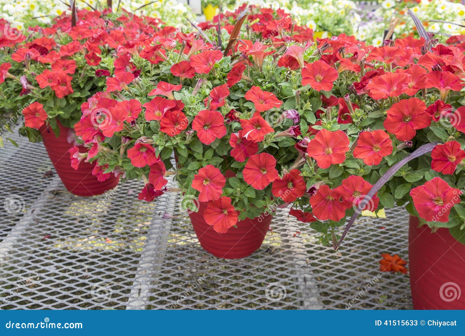 Red Petunias #3 stock image. Image of nursery, flower - 41515633
