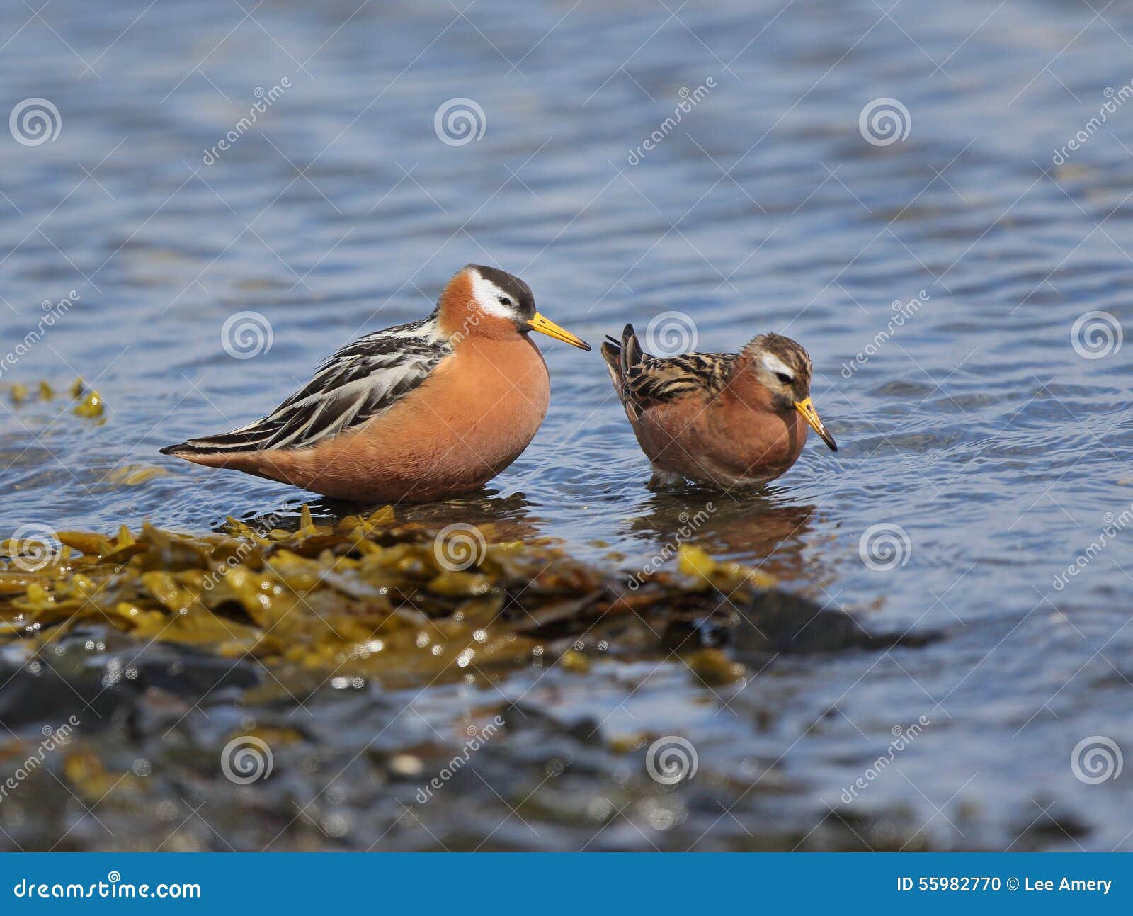 Red Phalarope (Grey Phalarope) Stock Photo - Image of elegant, grey ...
