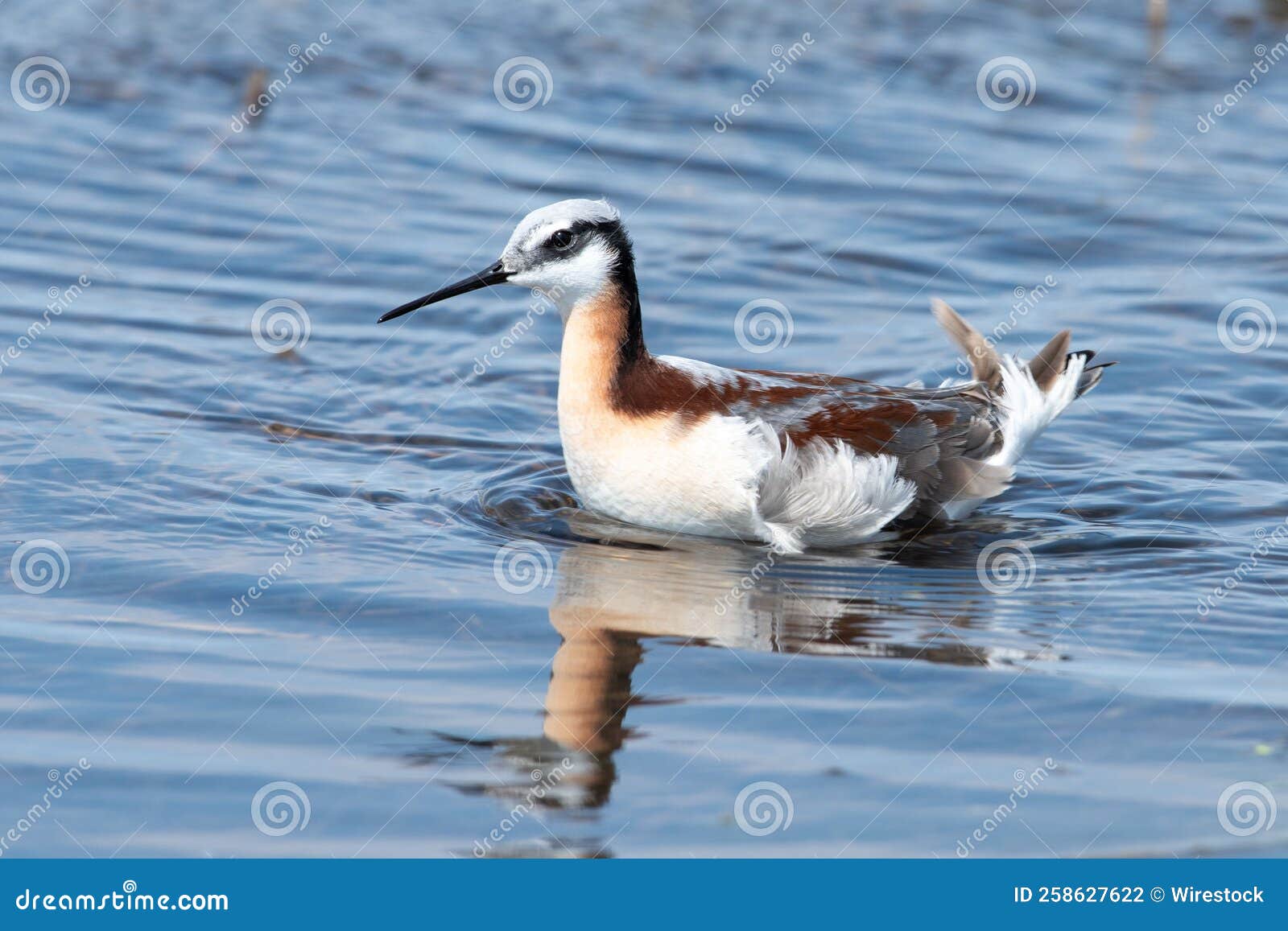 Red Phalarope Swimming in a Lake Stock Photo - Image of bird, animal ...
