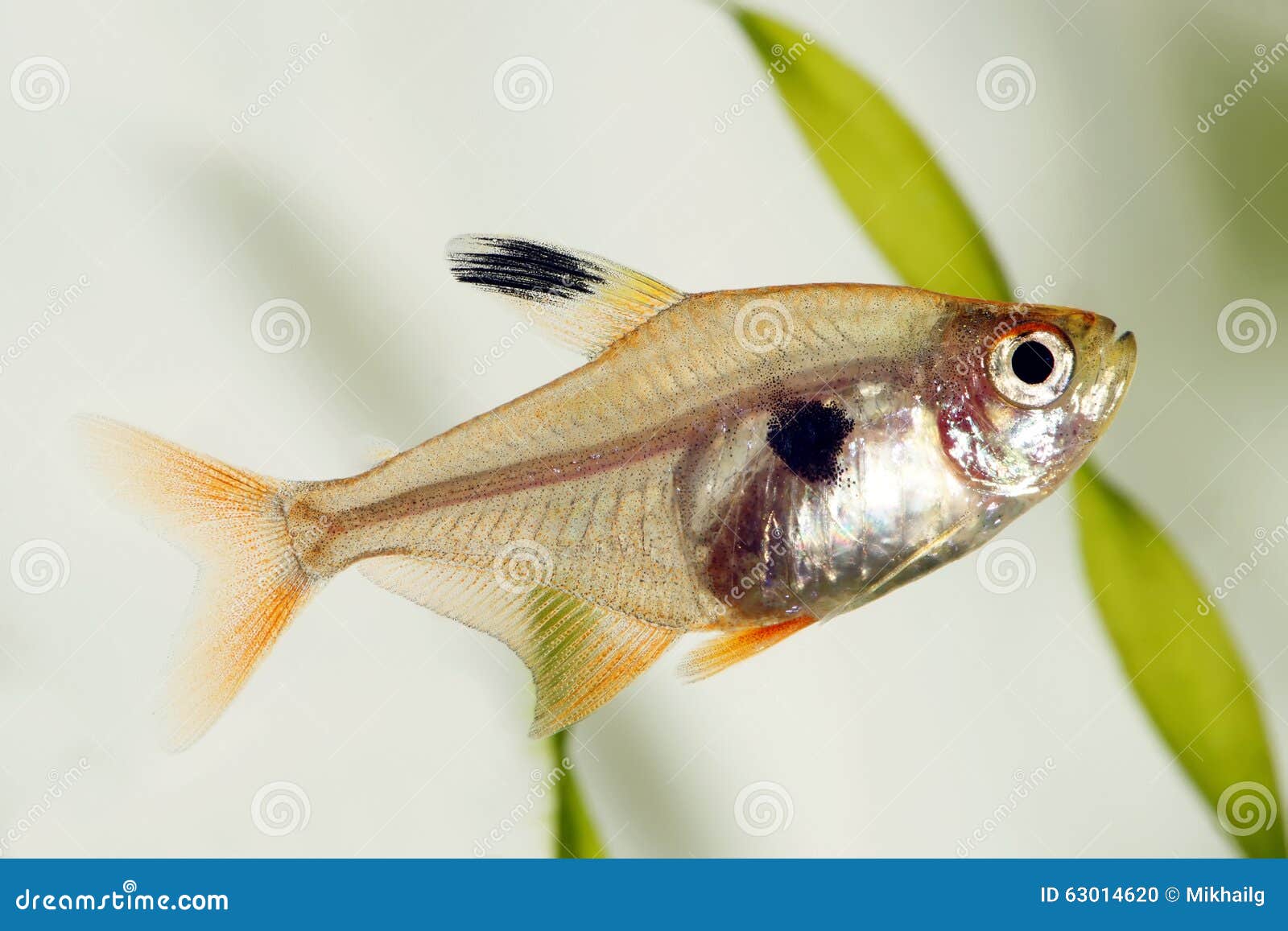 Red Phantom Tetra Fish Royalty-Free Stock Photography | CartoonDealer ...