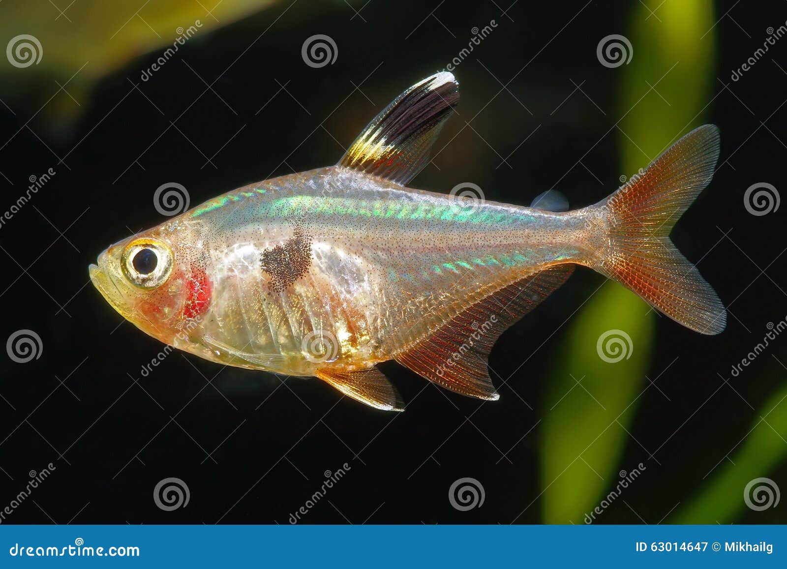 Red Phantom Tetra Fish Royalty-Free Stock Photography | CartoonDealer ...
