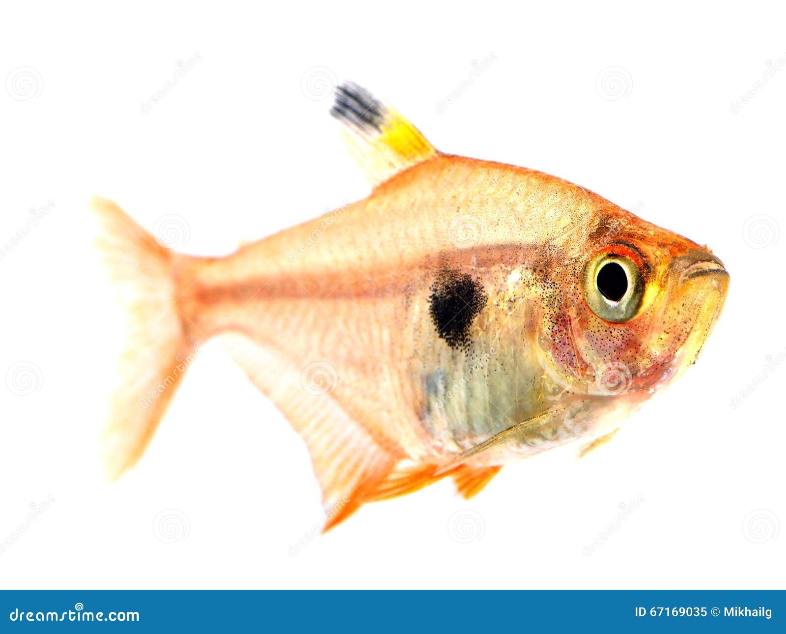 Red Phantom Tetra Fish Royalty-Free Stock Photography | CartoonDealer ...