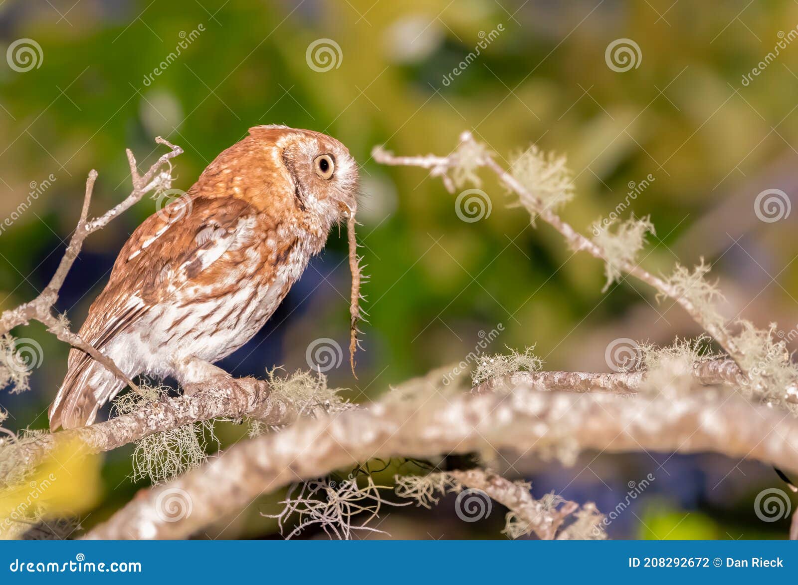 Red Phase Eastern Screech Owl with Giant Florida Blue Centepede while ...