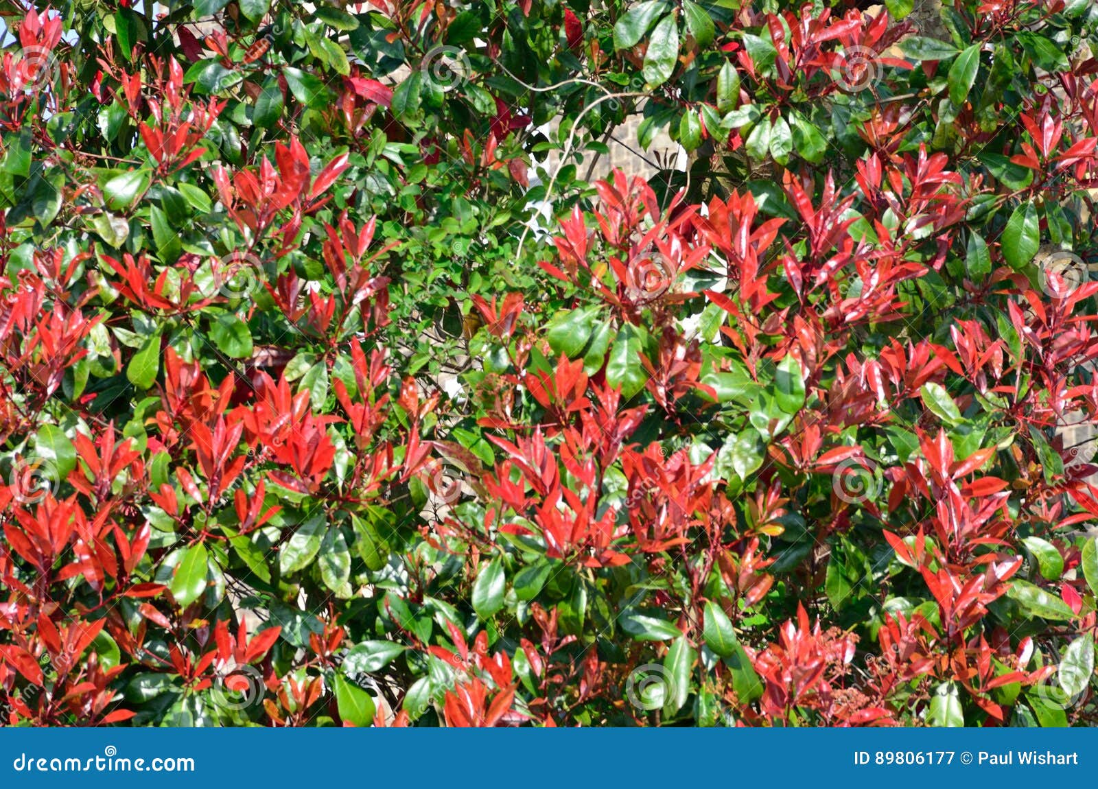 Red Photinia shrub stock image. Image of bush, photinia - 89806177