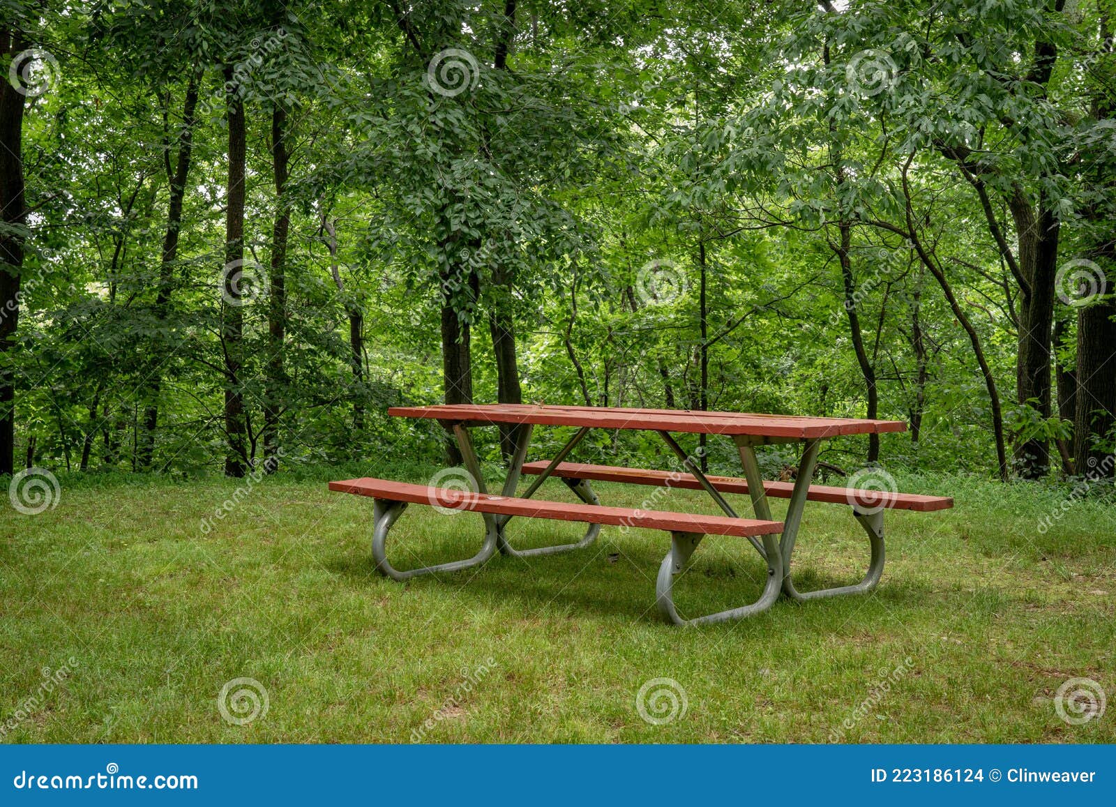 Picnic Table in the Forest stock photo. Image of enjoy - 223186124
