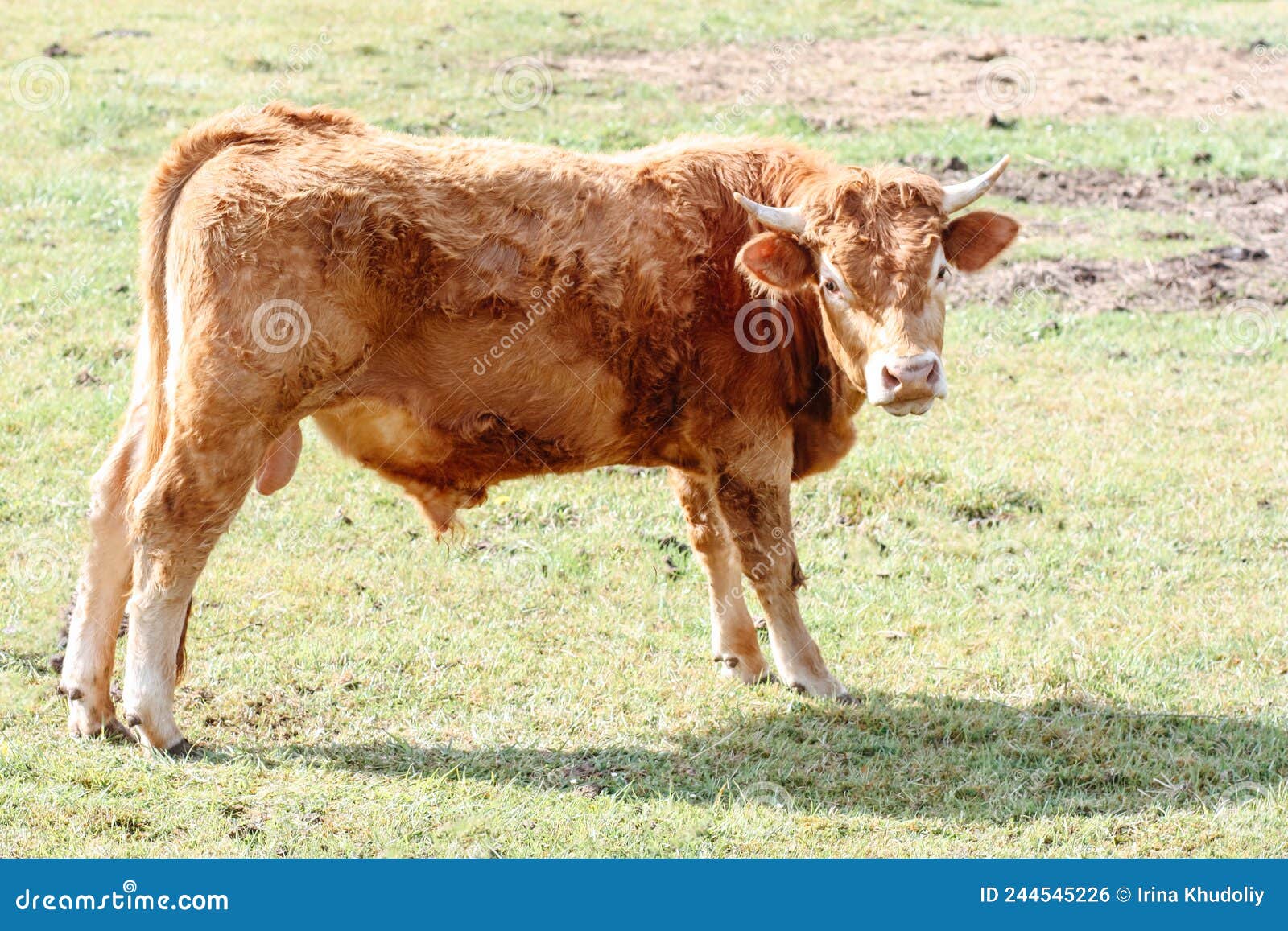 Calf Bull With Itch, Flexible Hind Leg In Neck On Head, View From ...