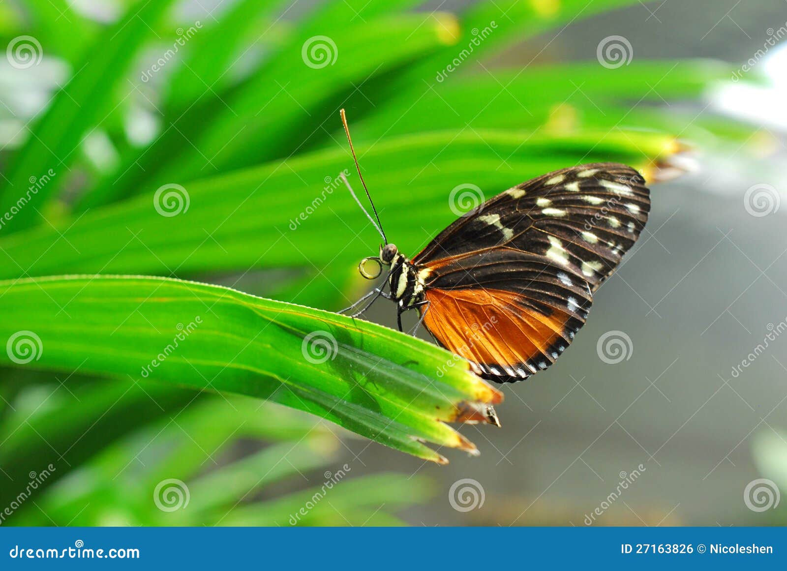 Red Pierrot Butterfly stock photo. Image of animals, butterfly - 27163826