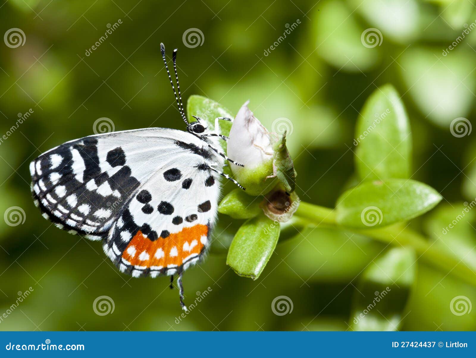 Red Pierrot butterfly stock image. Image of wing, butterfly - 27424437