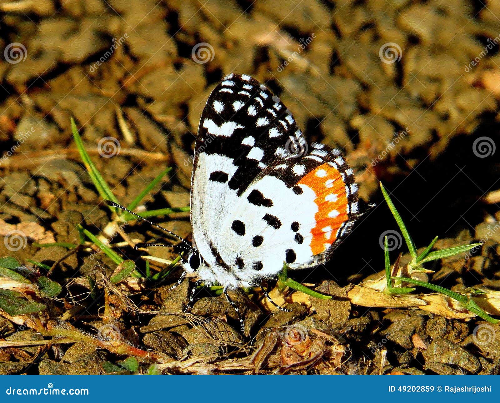 Red Pierrot Butterfly stock image. Image of asia, park - 49202859