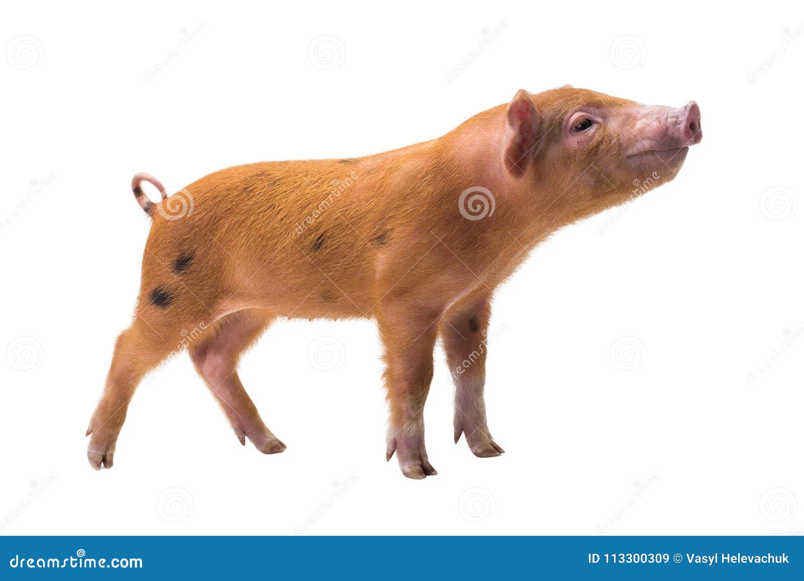 Red Pig Stock Photos - 15,826 Images