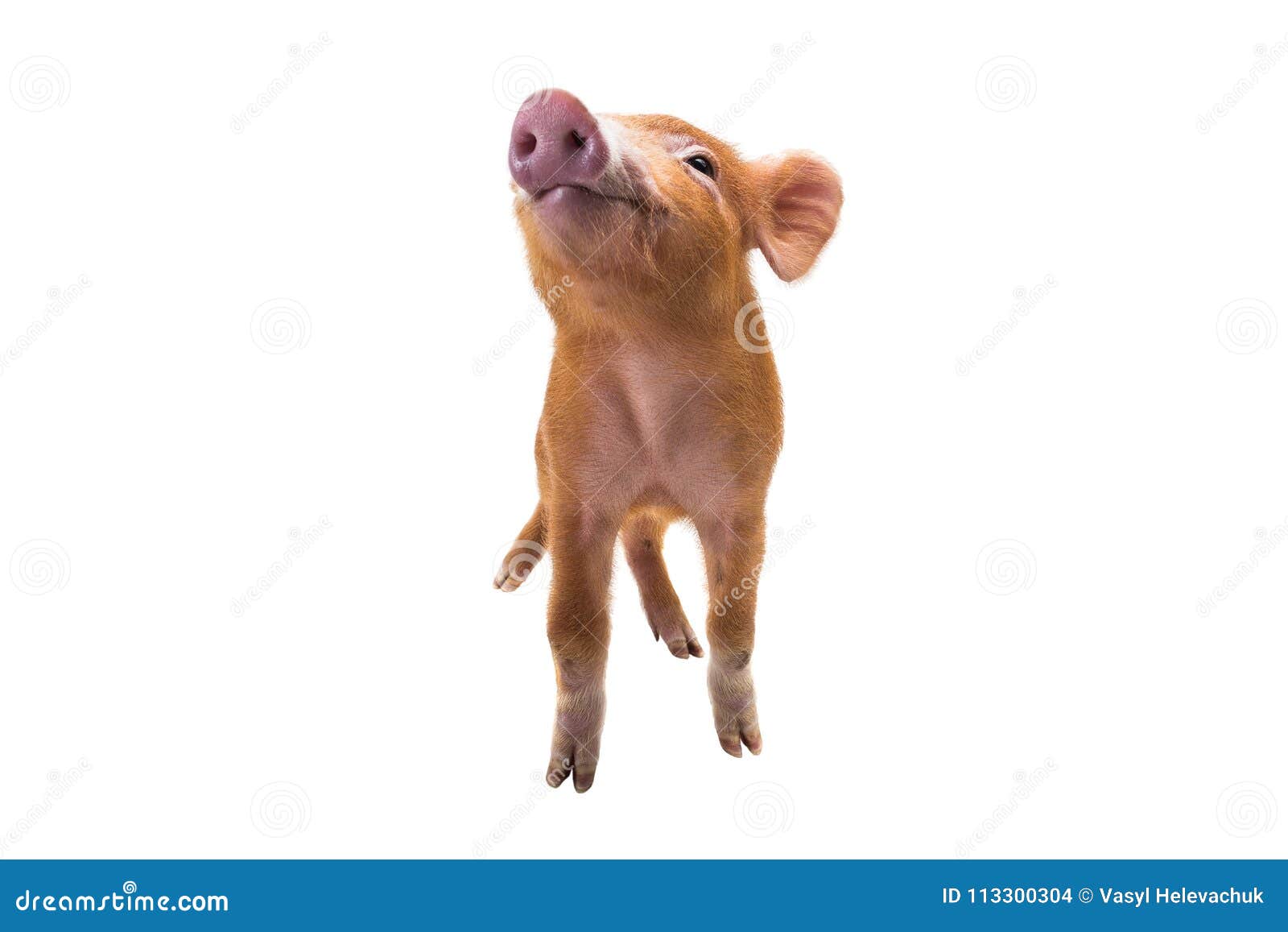 Red pig stock photo. Image of pink, life, profile, unpleasant - 113300304