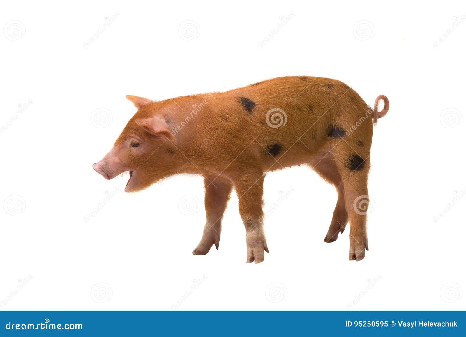 Red pig stock image. Image of wild, unpleasant, background - 95250595