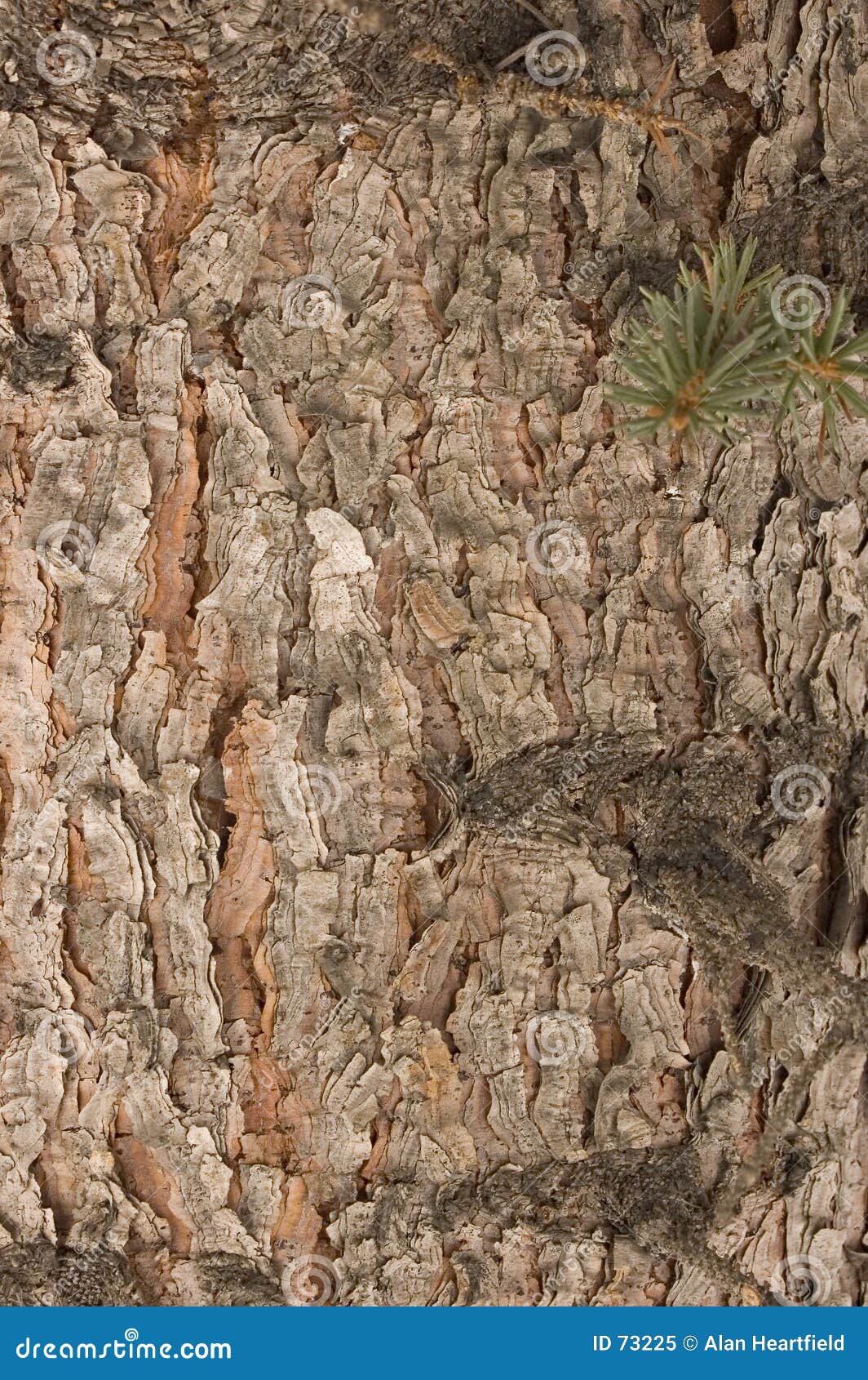 Red Pine Bark Picture. Image: 73225