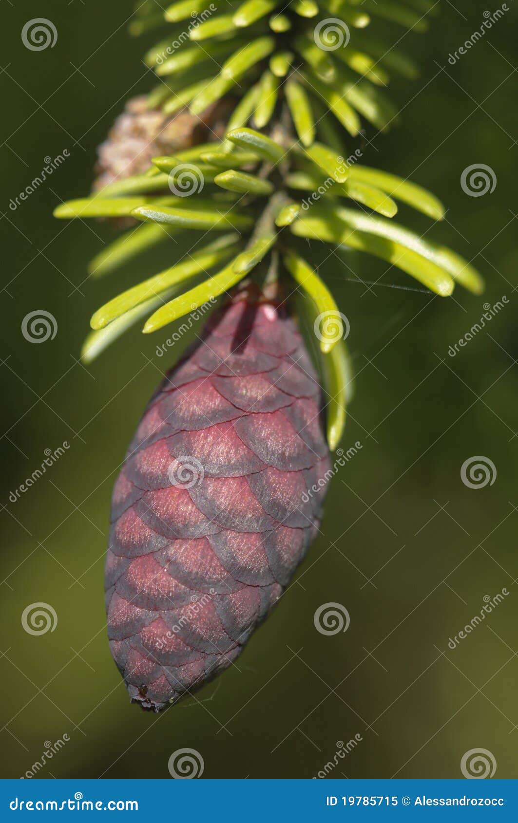 Red Pine cone stock image. Image of detail, needle, cone - 19785715