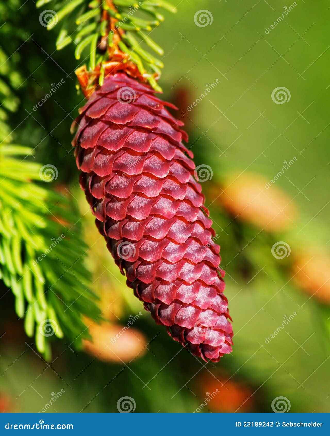 Red pine cone stock photo. Image of beauty, life, forest - 23189242