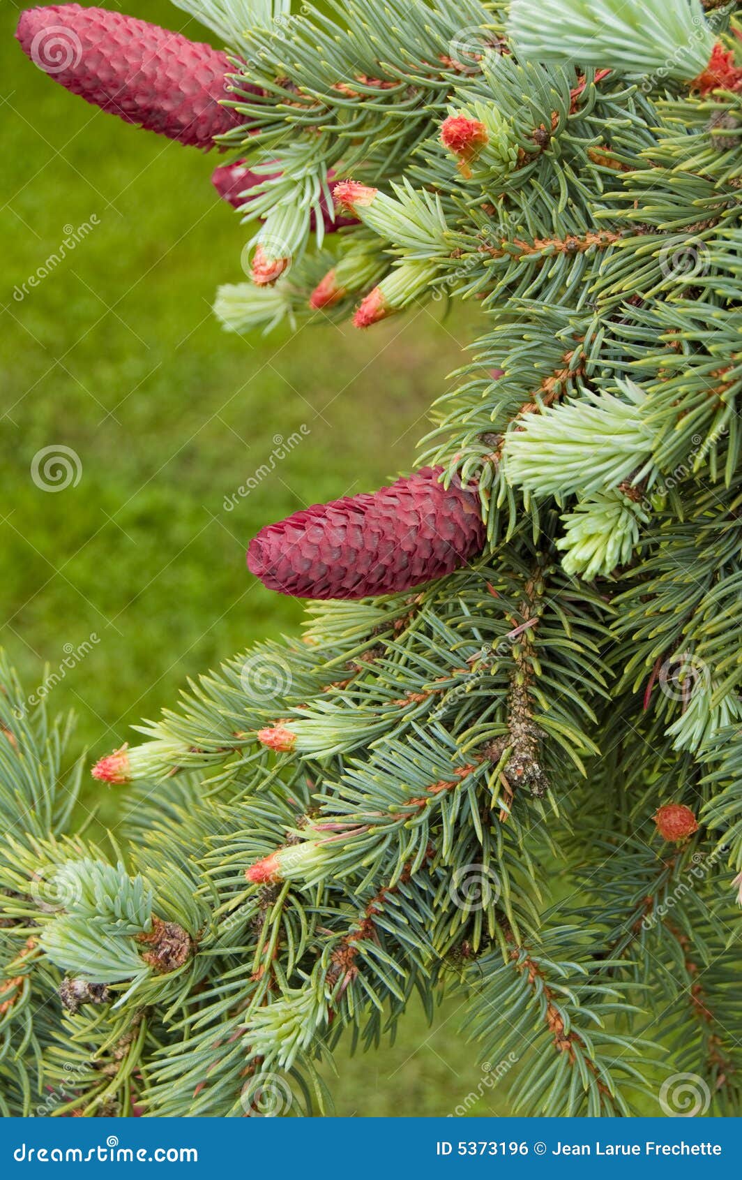 Red pine cone stock photo. Image of tree, unusual, needle - 5373196