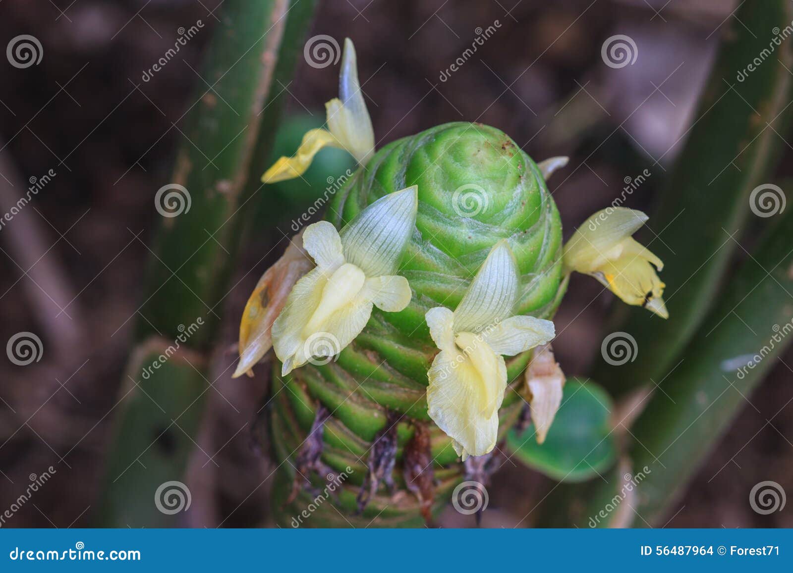 Red Pine Cone Ginger in the Gardens Stock Photo - Image of zingiber ...