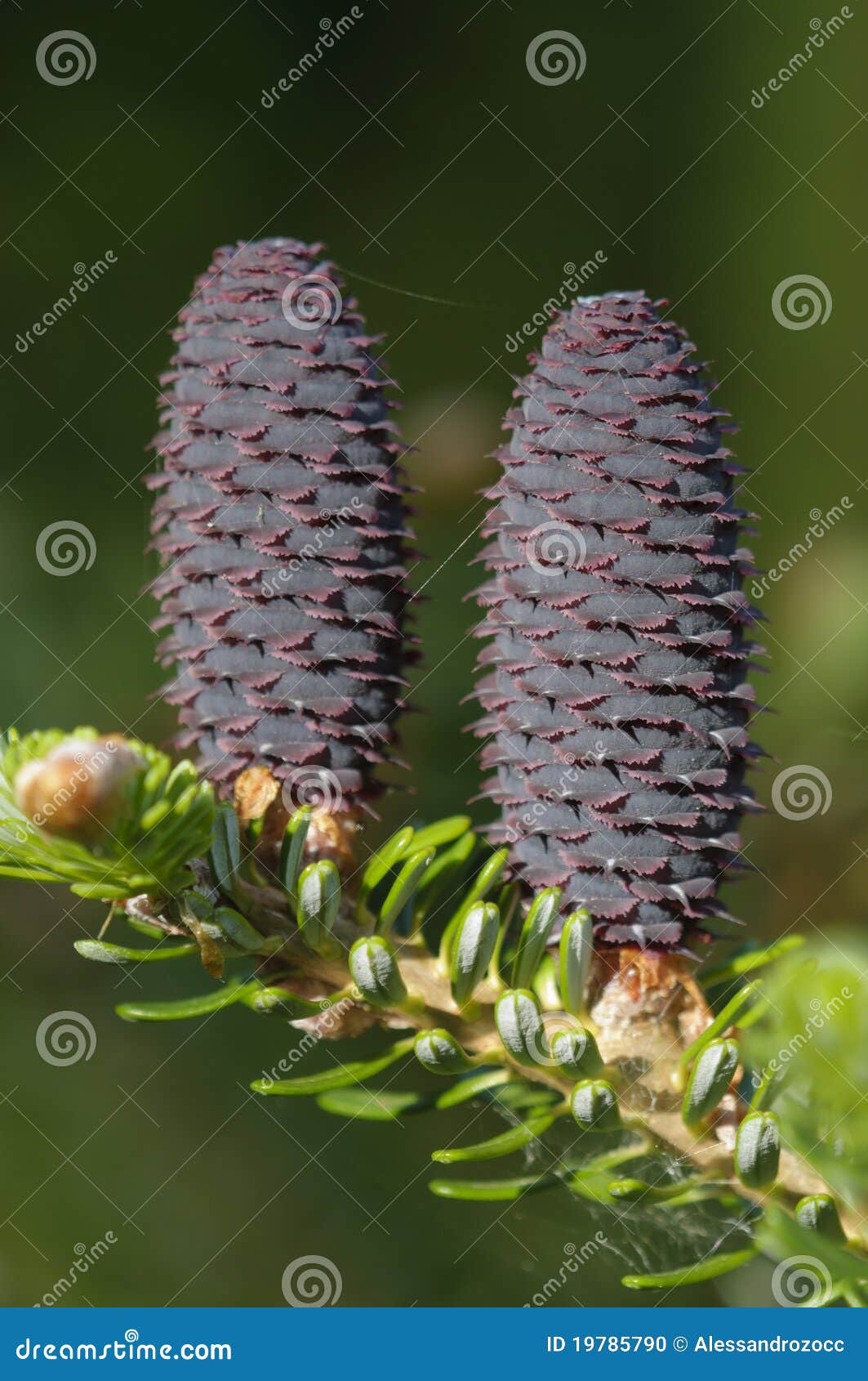 Red Pine cones stock photo. Image of spring, cone, green - 19785790