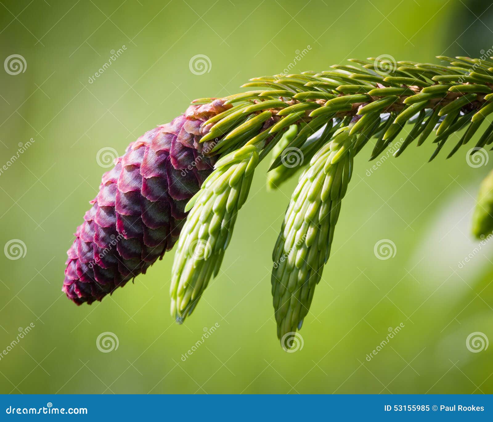 Red Pine Cones stock image. Image of leaf, elongated - 53155985