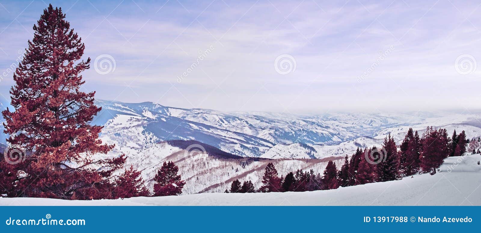 Red pine panorama stock photo. Image of light, cold, fall - 13917988