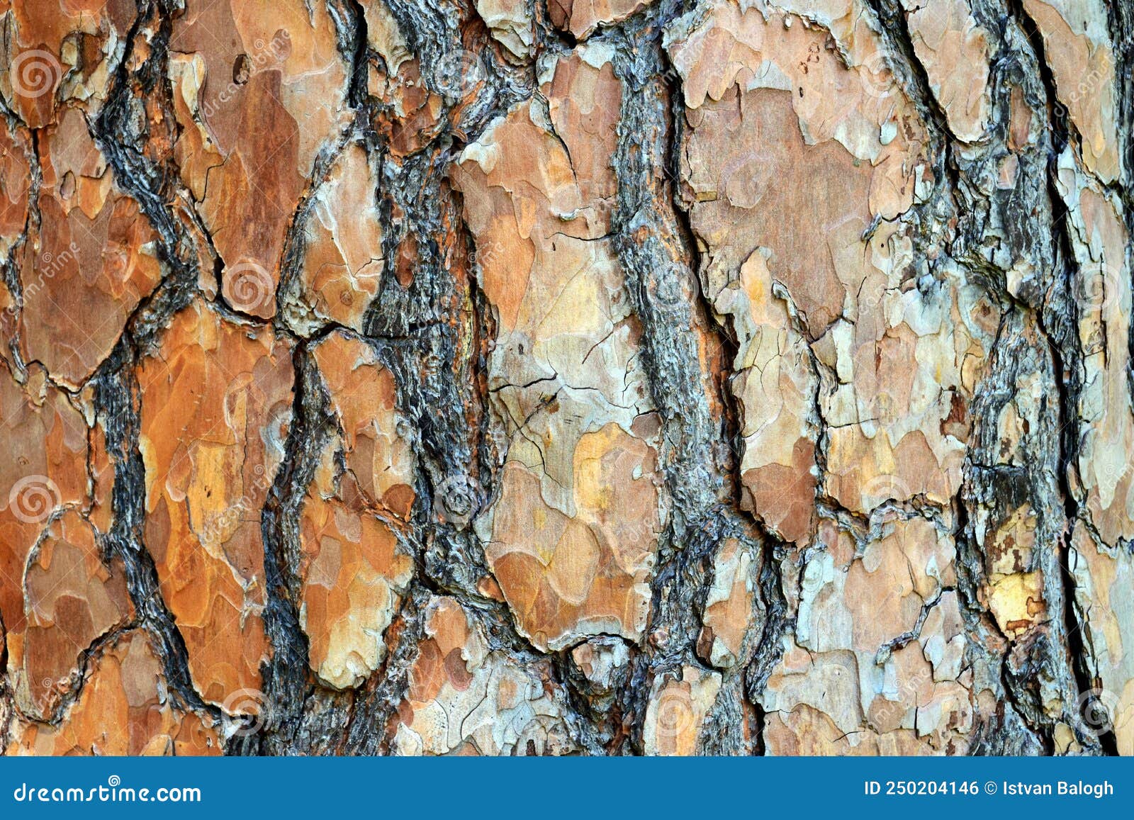 Red Pine Tree Bark Texture with Large Scales. Rough Surface. Stock ...