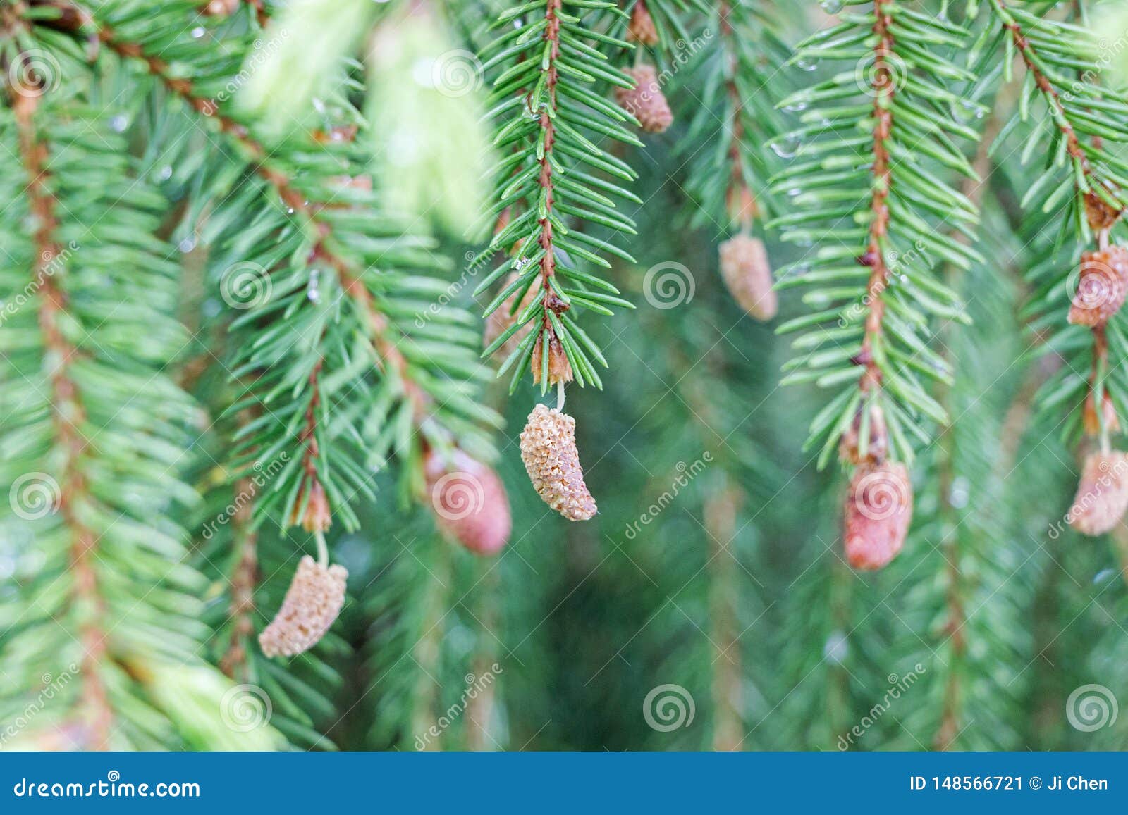 Red Pine Tree Flower on Branch Stock Image - Image of season, white ...