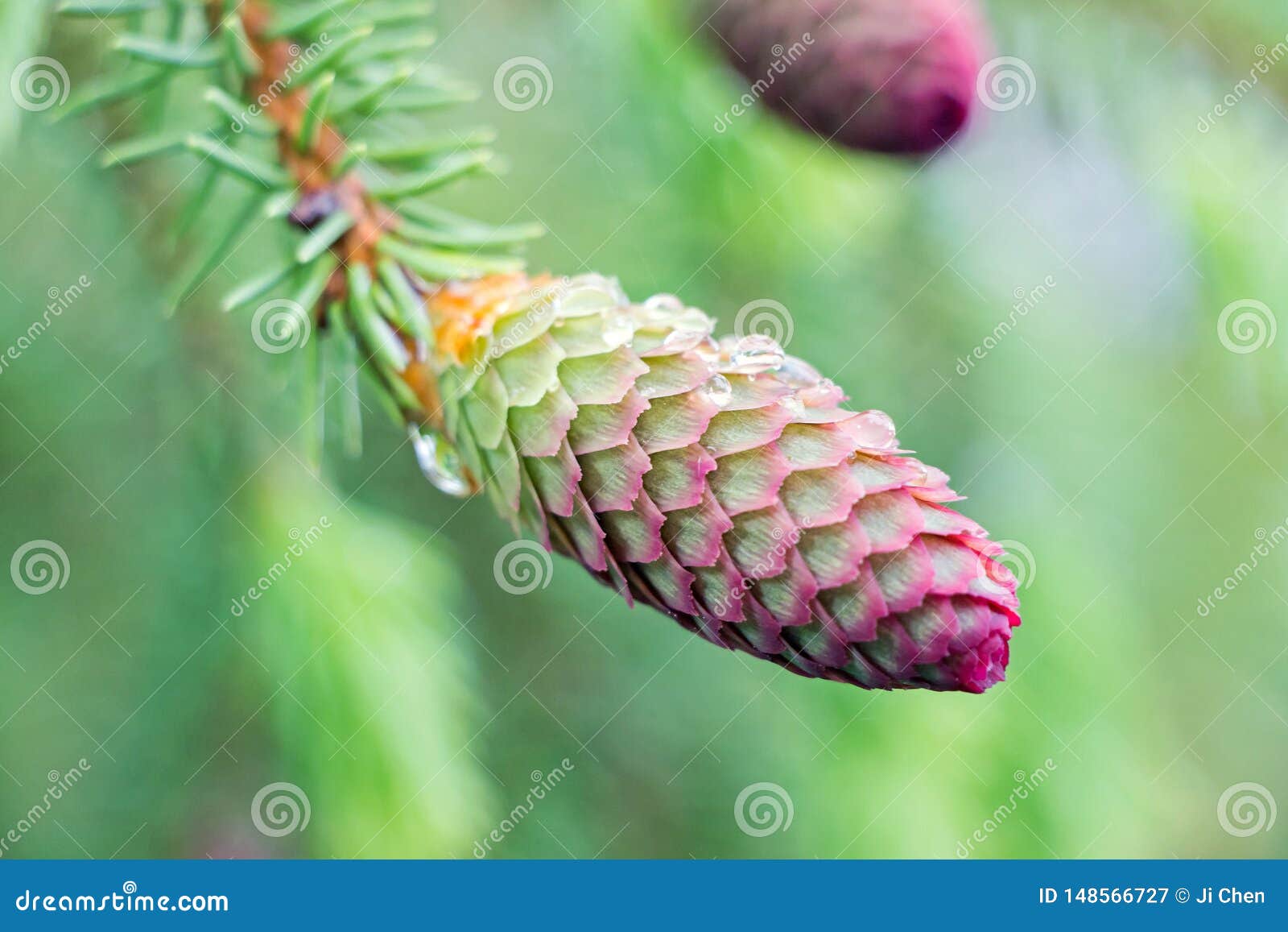 Red Pine Tree Flower on Branch Stock Image - Image of season, spring ...