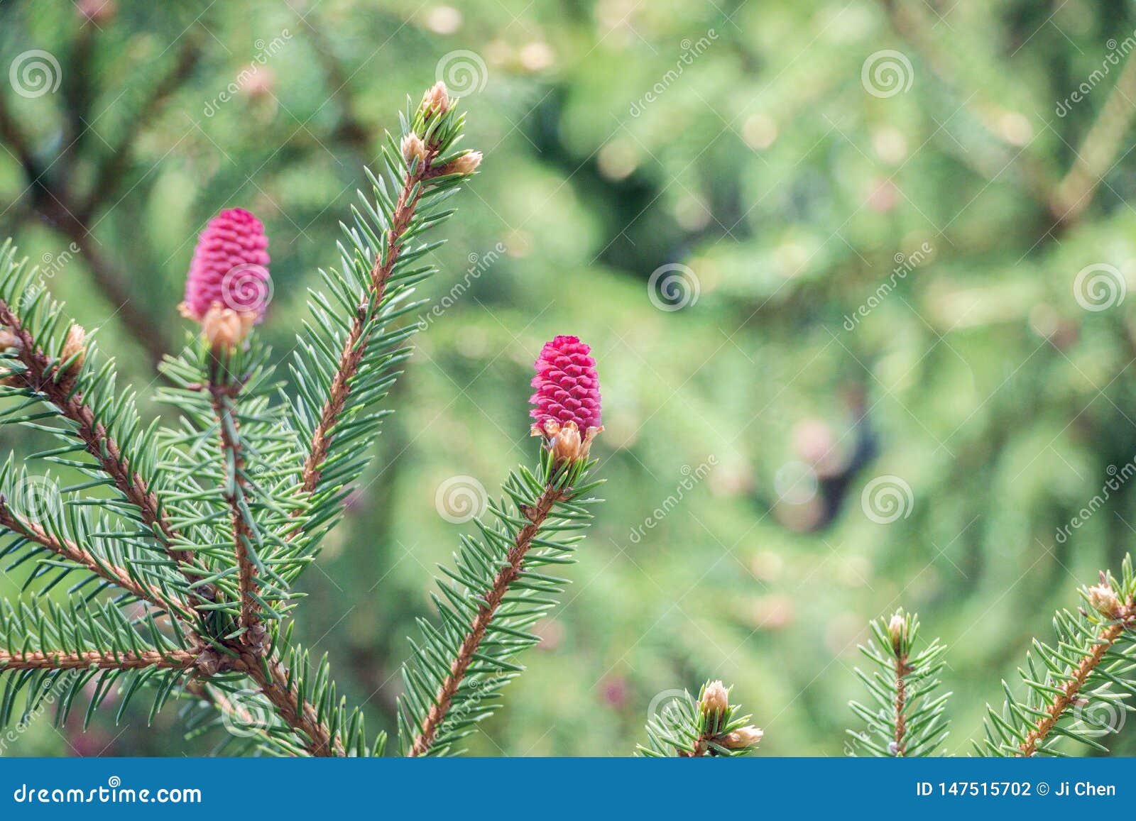 Red Pine Tree Flowers on Branch Stock Photo - Image of iceland, drink ...