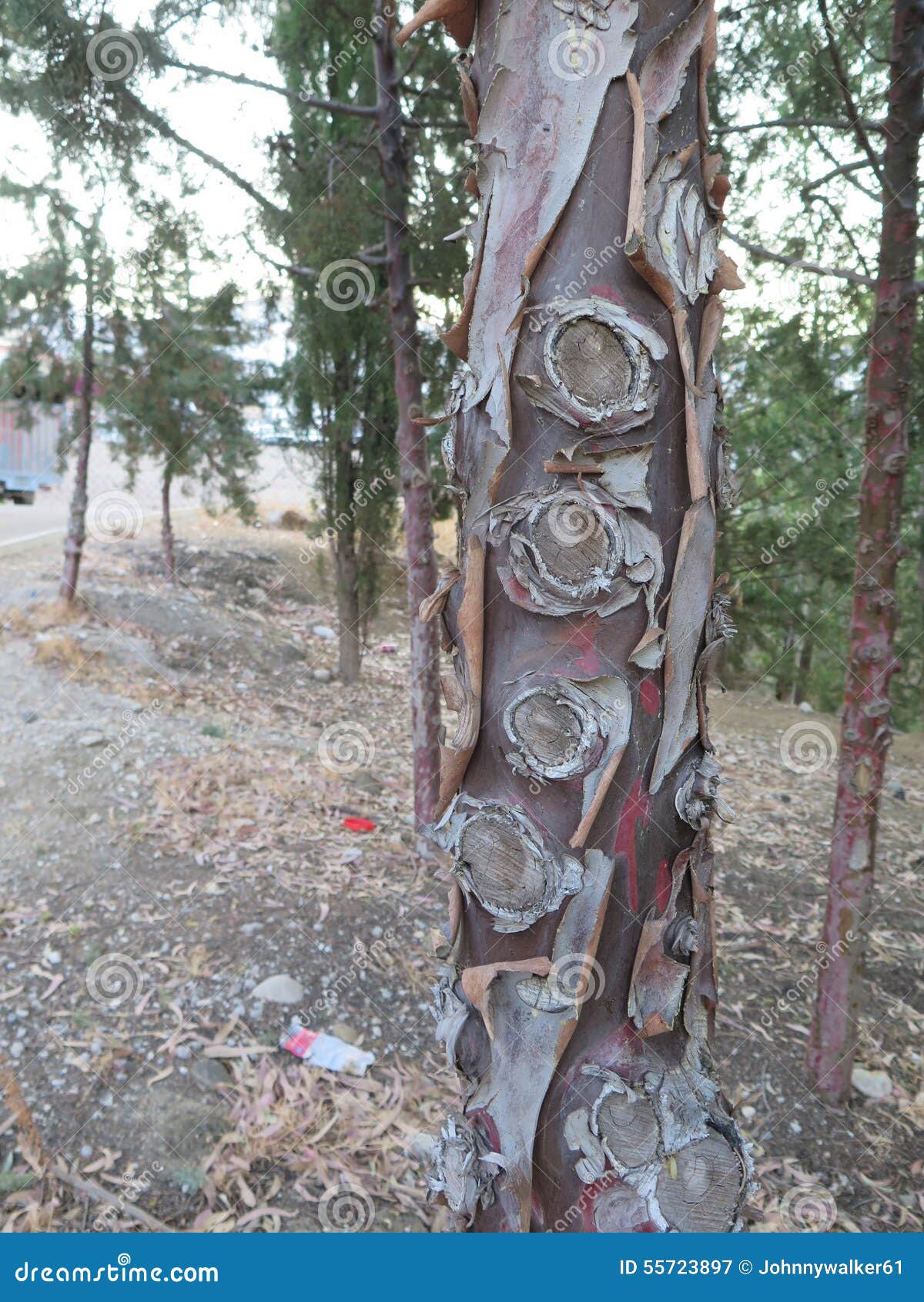 Red Pine Tree stock image. Image of young, tree, pinetree - 55723897