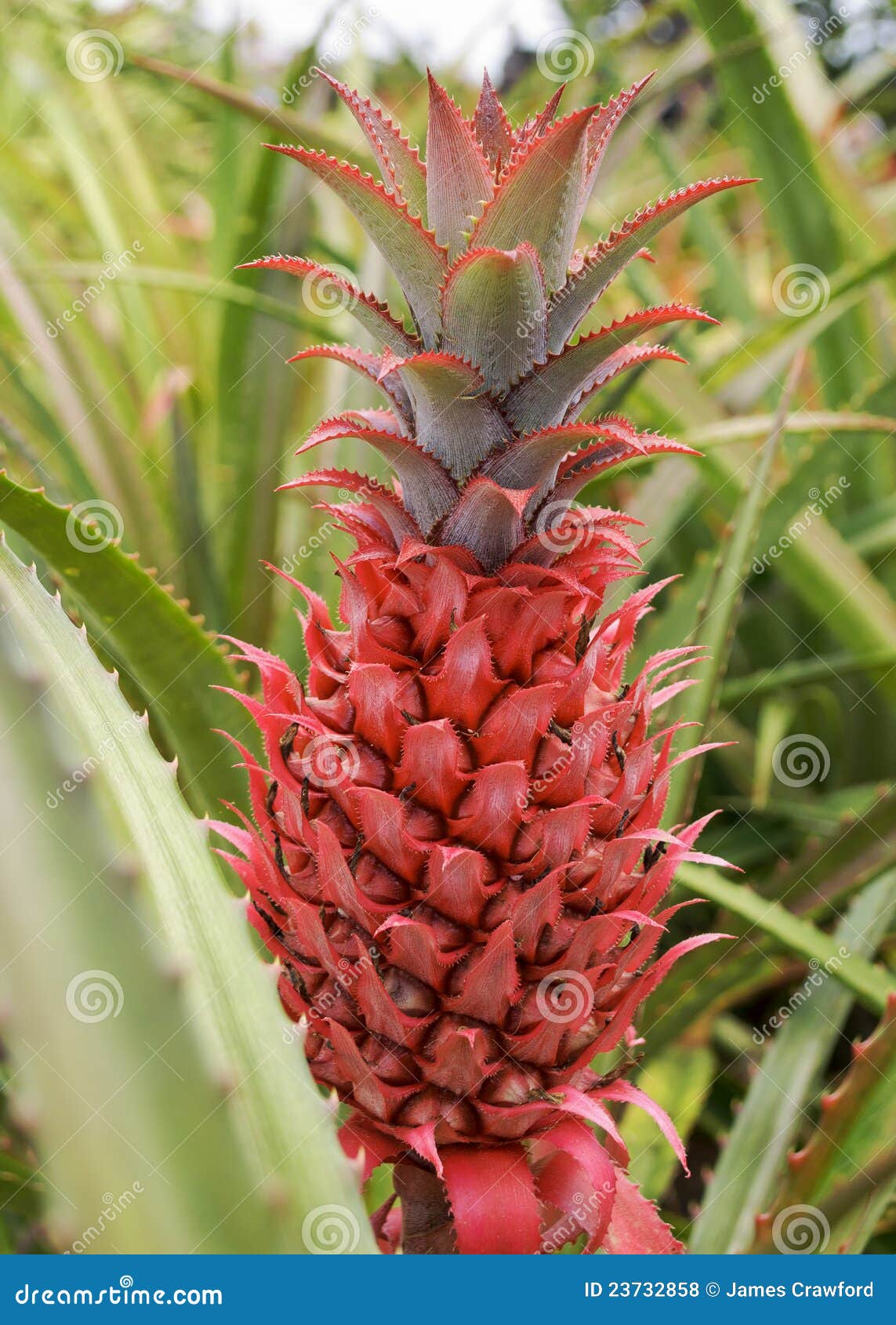 Red Pineapple stock photo. Image of grow, dole, colorful - 23732858