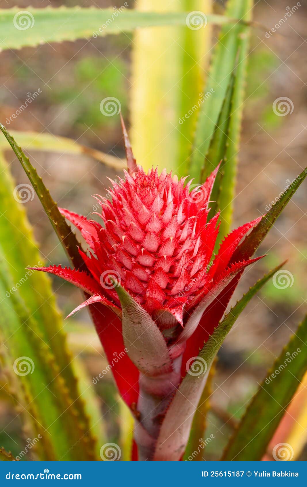 Red pineapple stock image. Image of spanish, tropical - 25615187