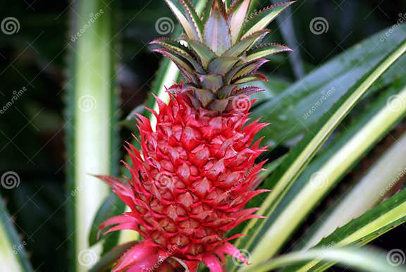 Red pineapple stock photo. Image of fresh, outdoor, fruit - 5918342